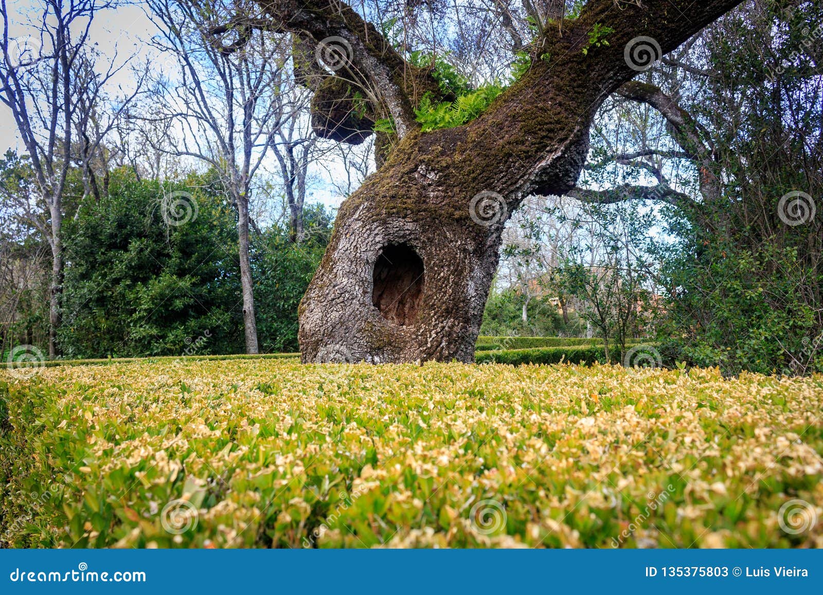 Parque Coloreado Verde Hermoso Imagen de archivo - Imagen de exterior ...