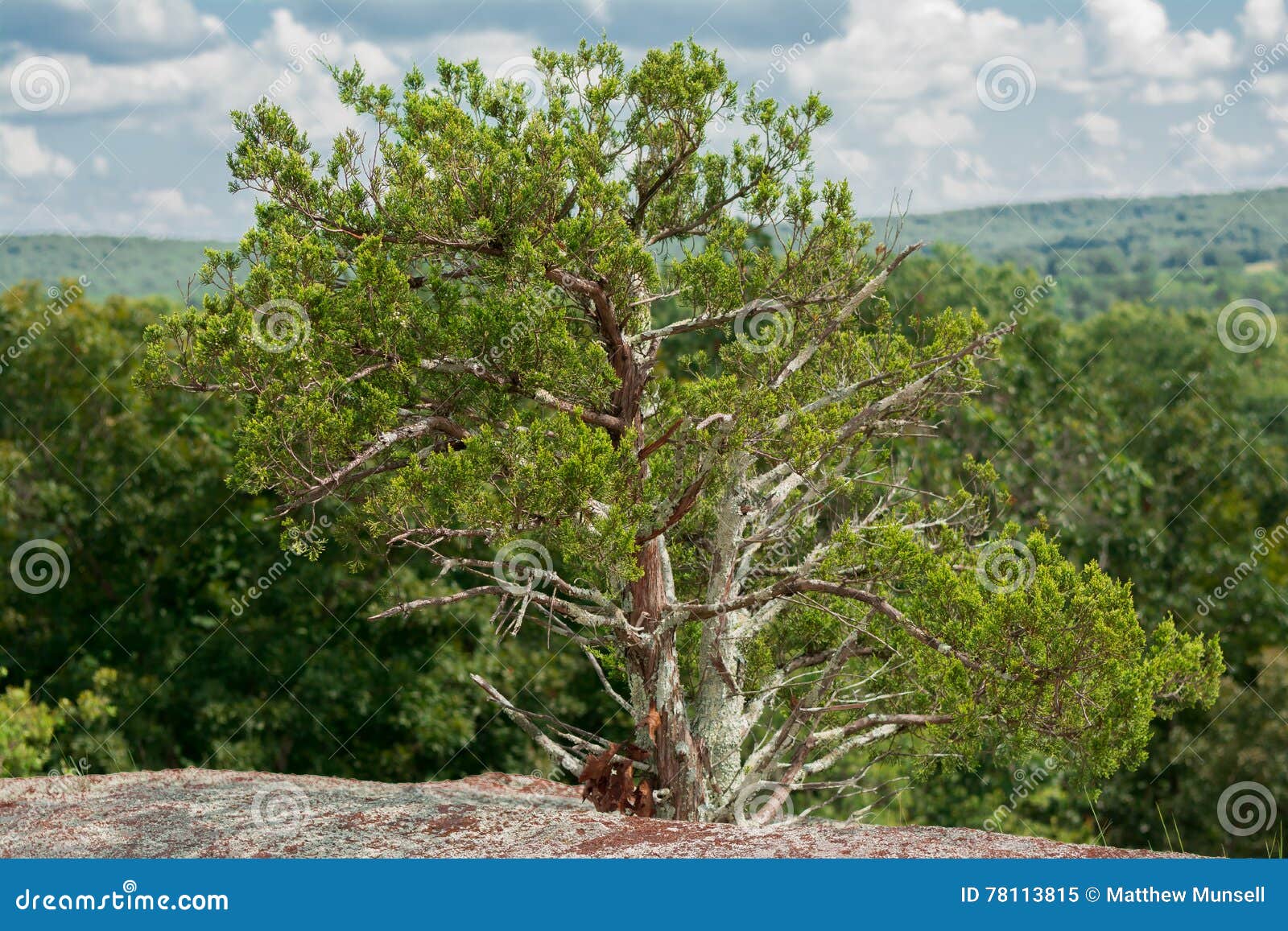 Parque De Cedar Tree Elephant Rock Imagen de archivo - Imagen de roca ...
