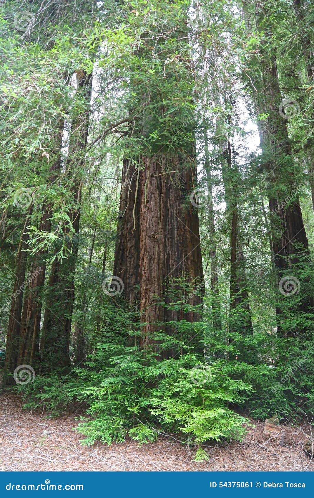 Parque De Estado Del árbol De La Secoya Imagen de archivo - Imagen de ...