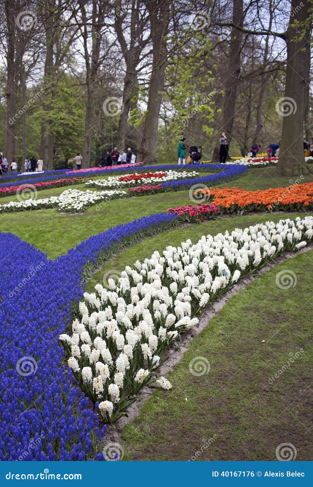 Parque de Keukenhof foto de stock. Imagem de holandês - 40167176