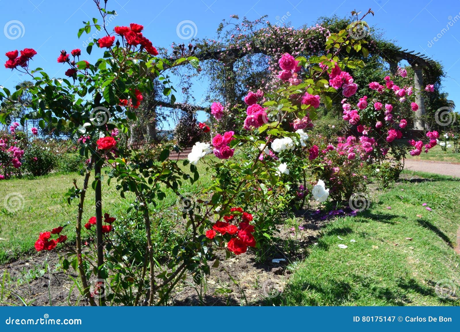 Parque de las rosas imagen de archivo. Imagen de cubo - 80175147