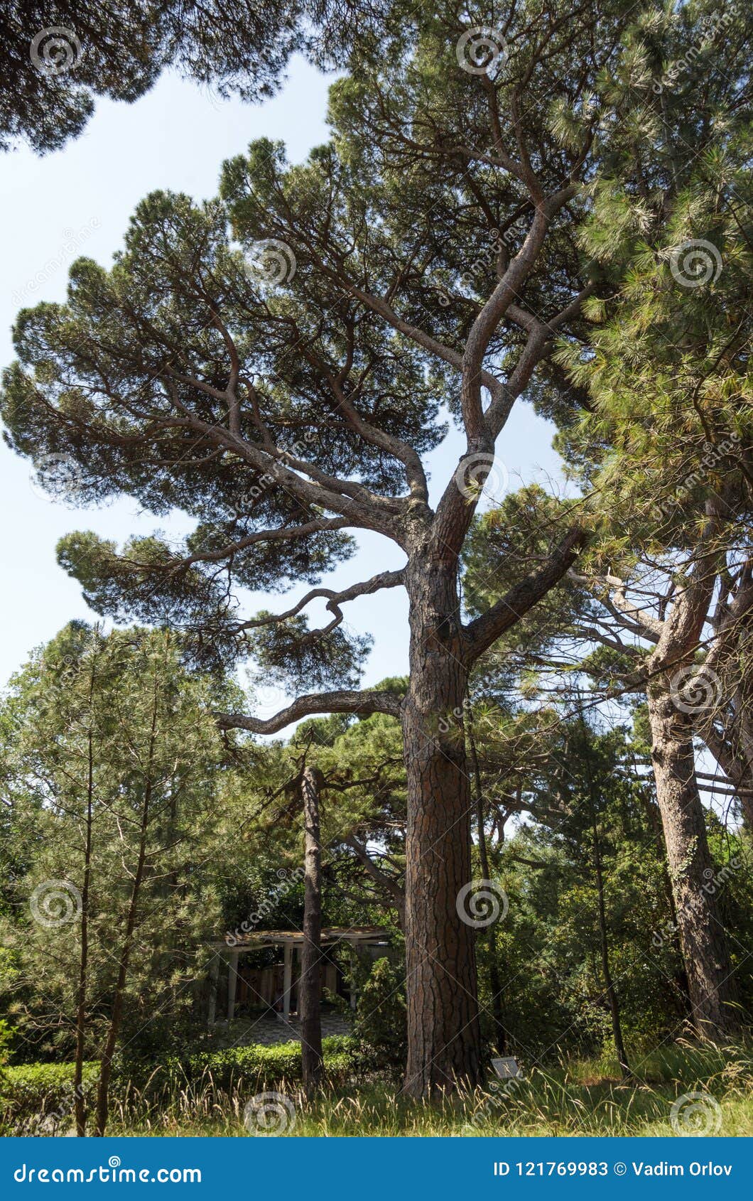 Parque De Vorontsov Pino Italiano - Pinia Imagen de archivo - Imagen de ...