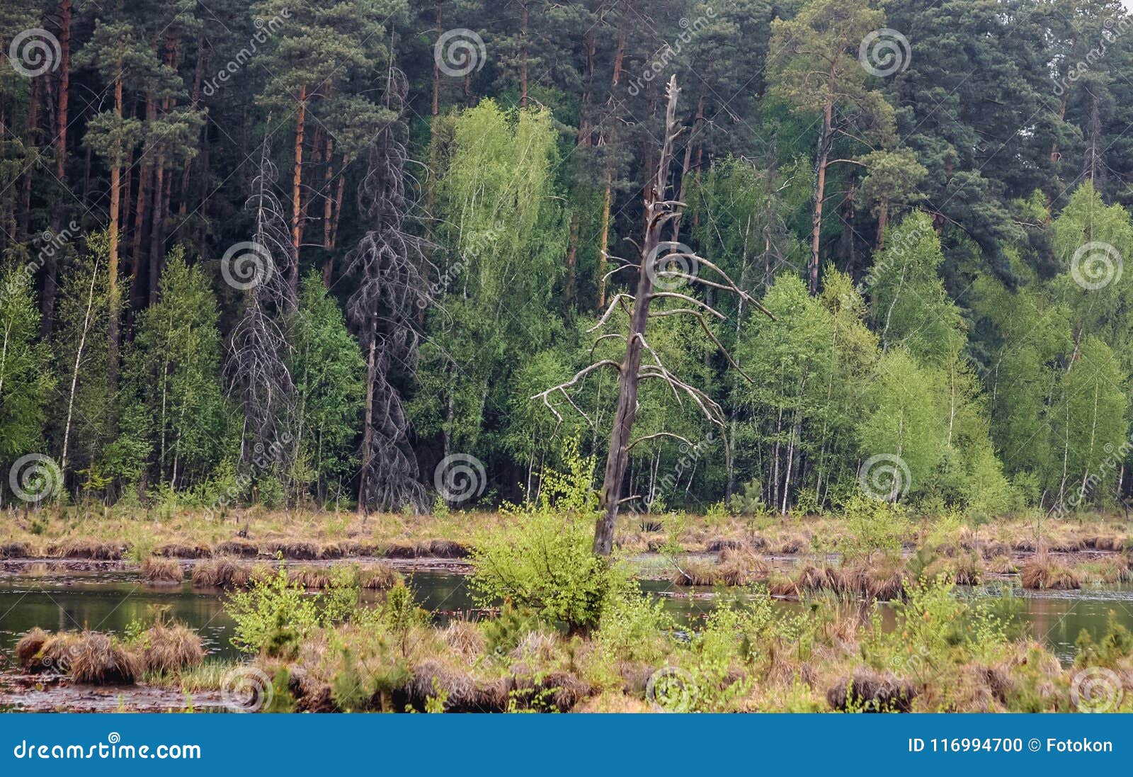 Parque Del Paisaje Del Insecto Foto de archivo - Imagen de secado ...