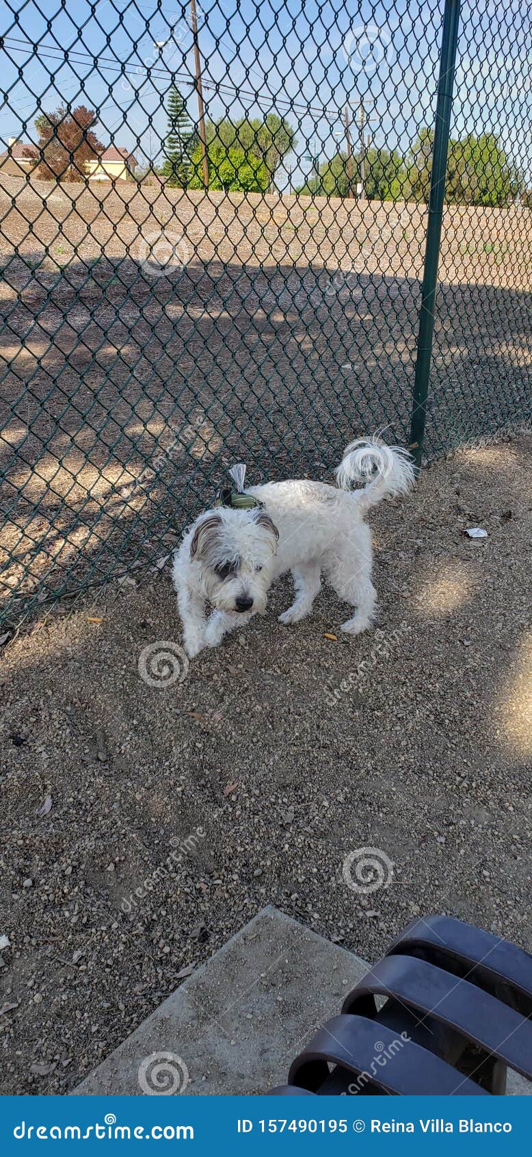 Parque del perro imagen de archivo. Imagen de perro - 157490195