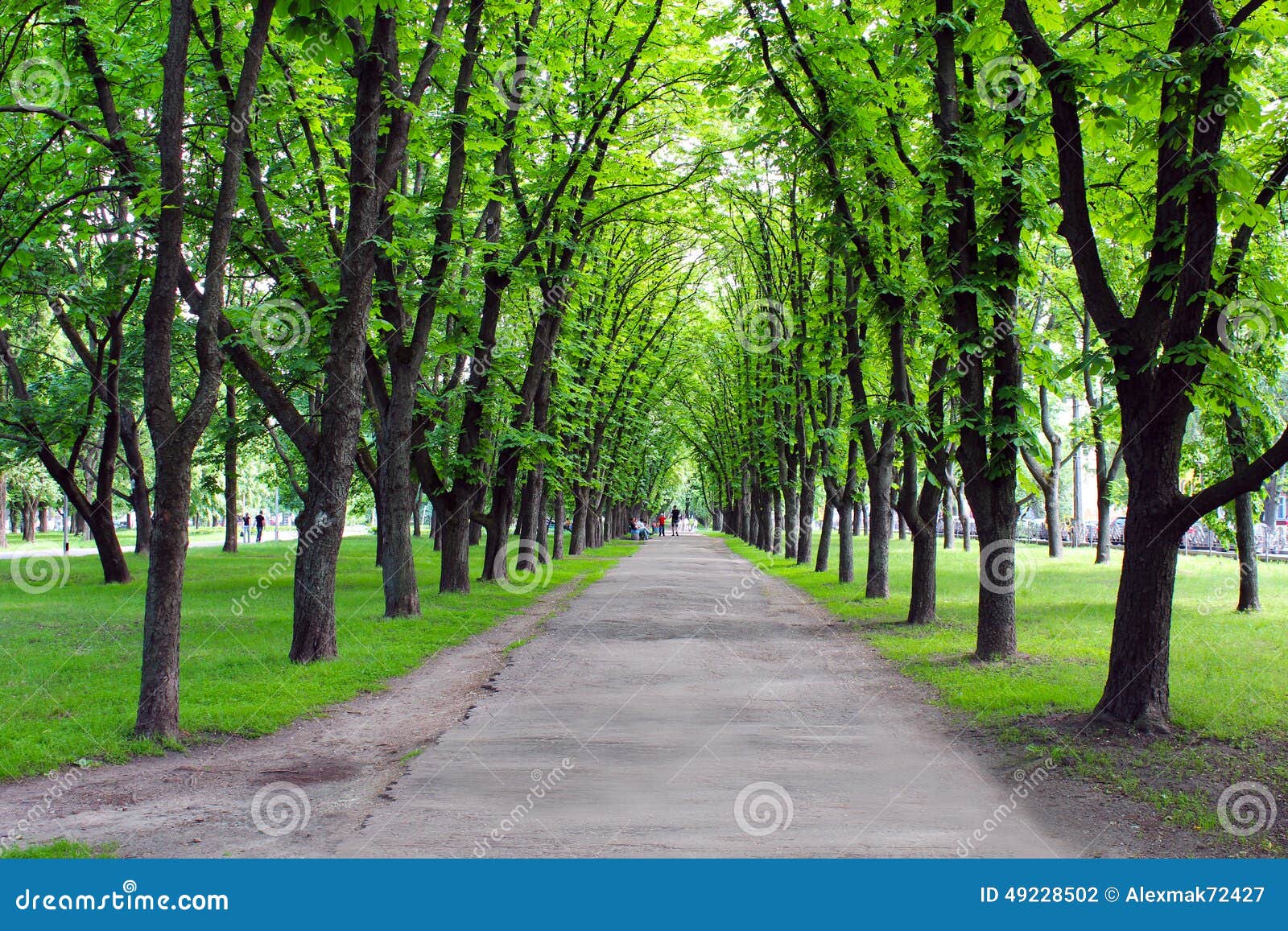 Parque Hermoso Con Muchos árboles Verdes Foto de archivo - Imagen: 49228502