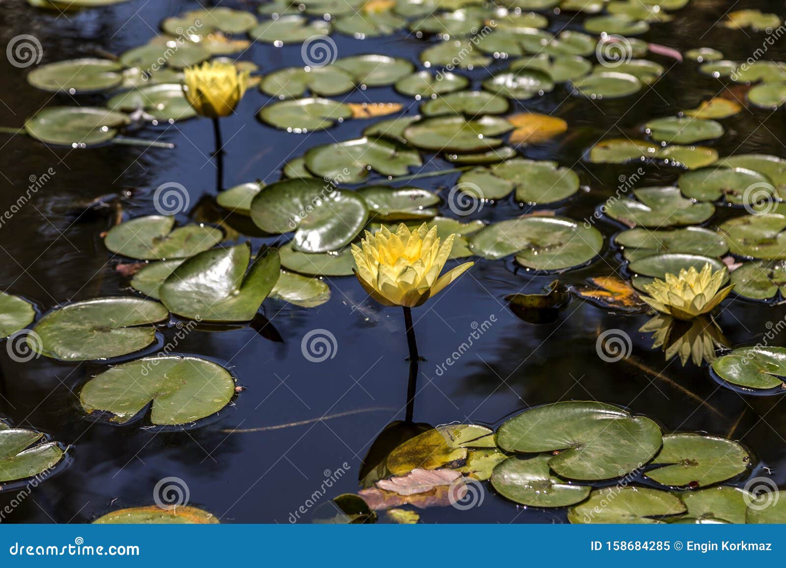 Parque Kiryat Sefer En Tel Aviv Imagen de archivo - Imagen de banco ...