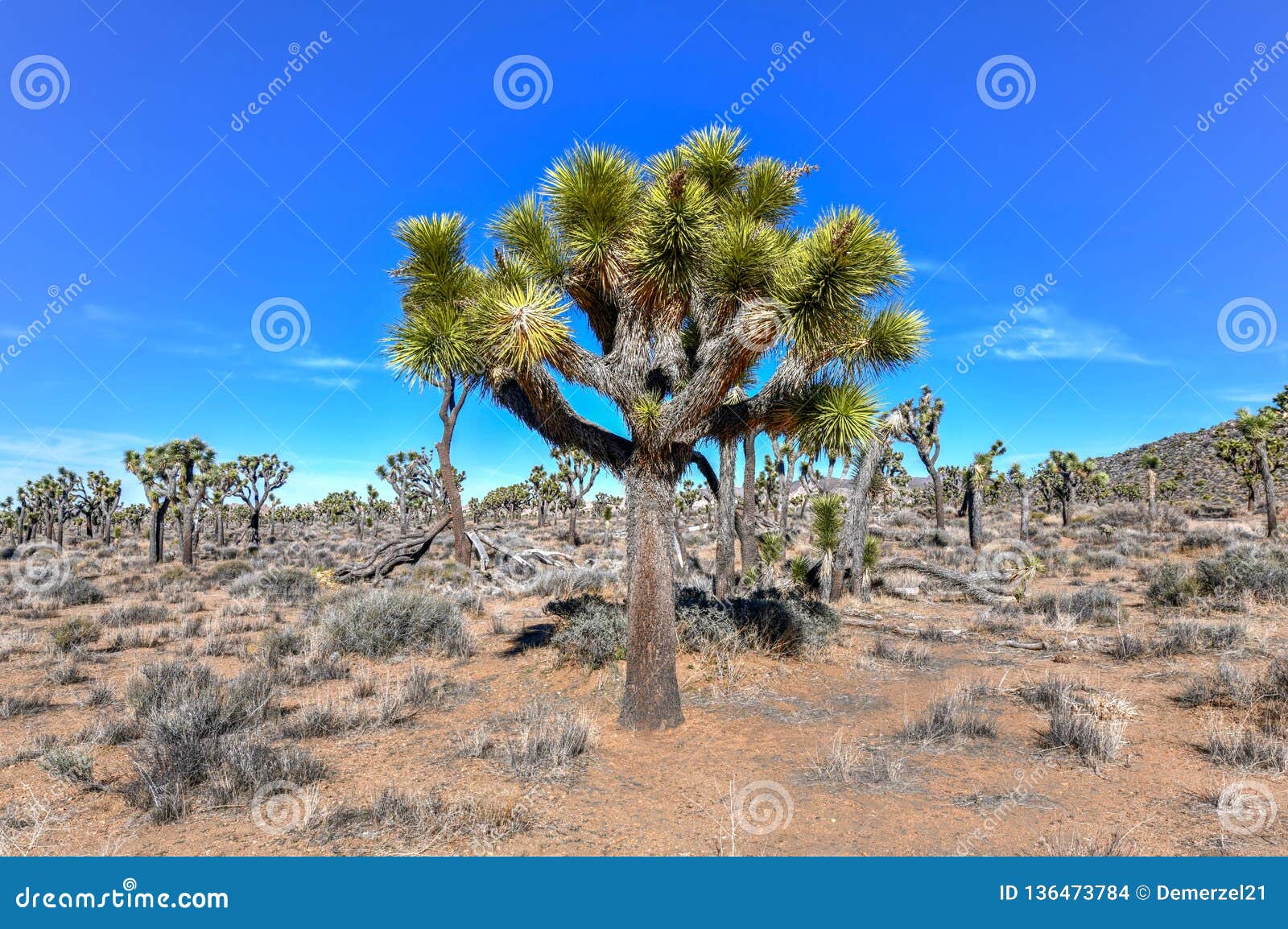 Parque Nacional De árvore De Joshua Foto de Stock - Imagem de nave ...