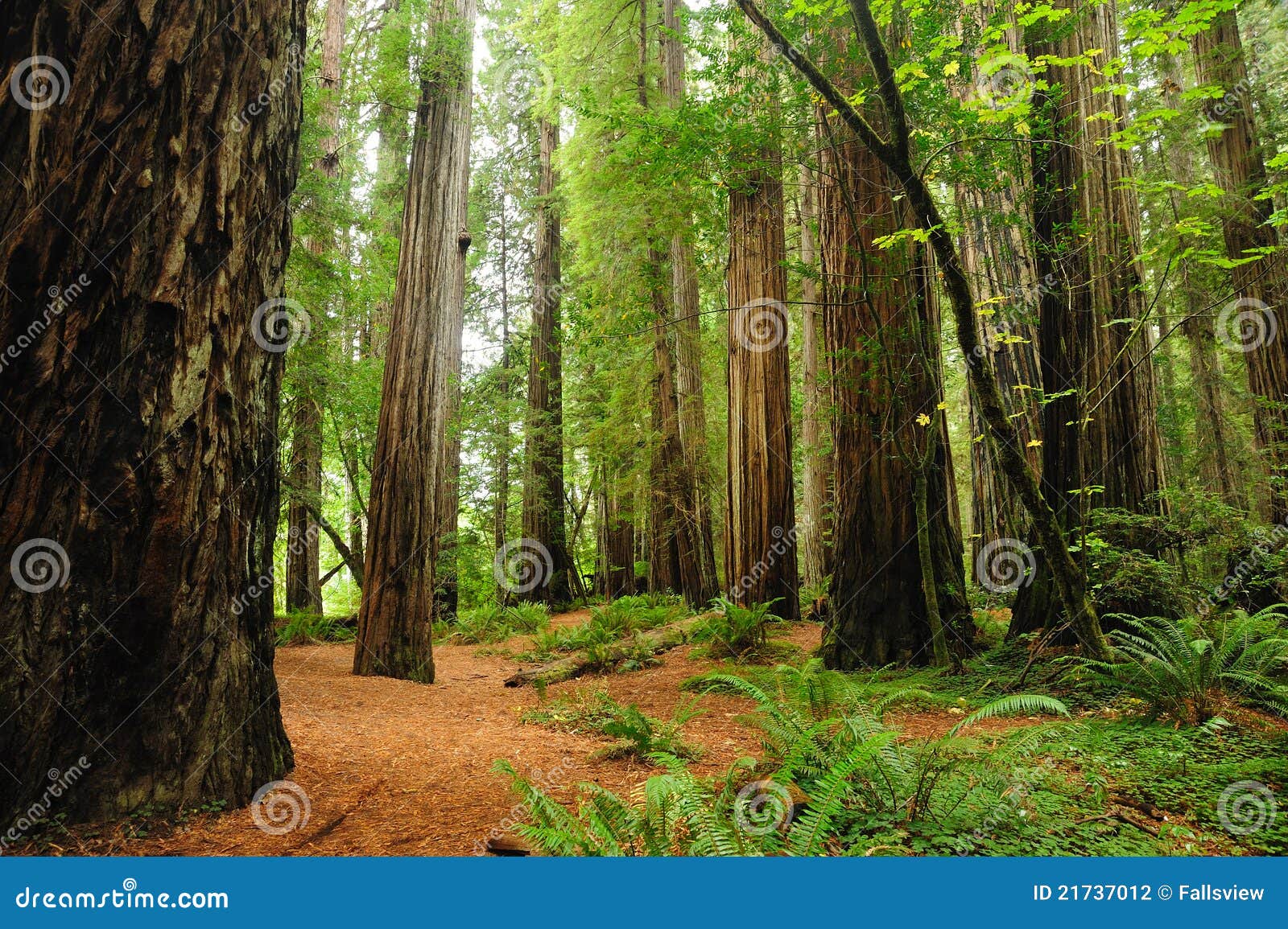 Parque Nacional De La Secoya Foto de archivo - Imagen de senderismo ...