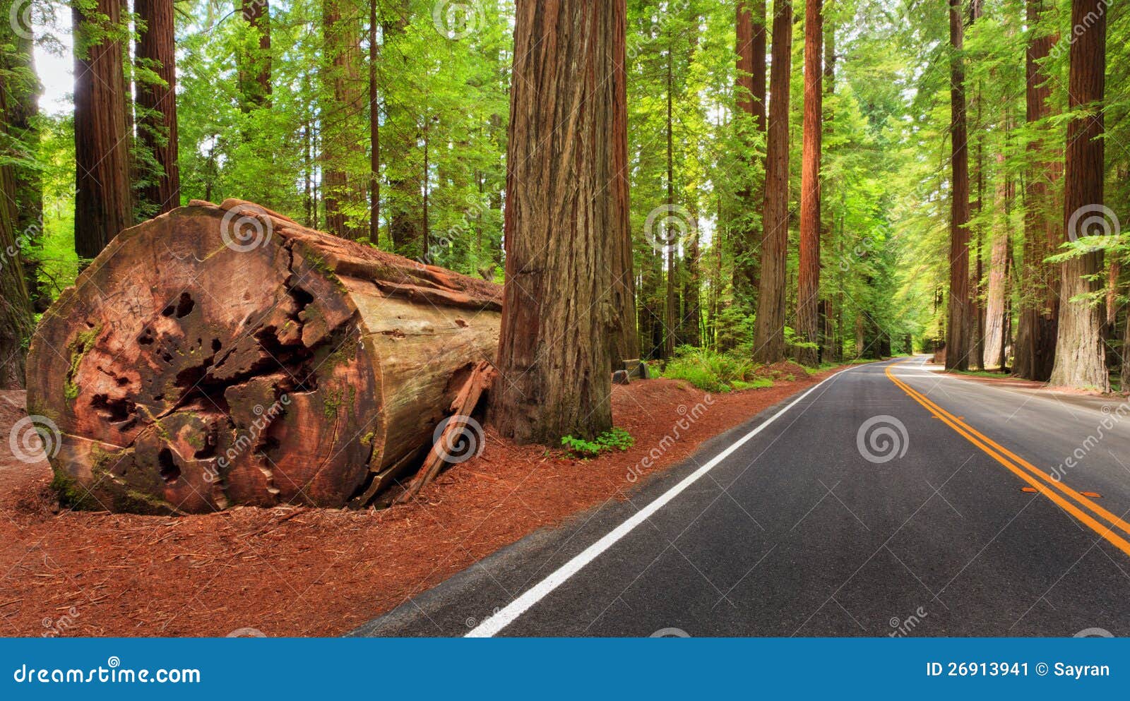 Parque Nacional De La Secoya Imagen de archivo - Imagen de california ...