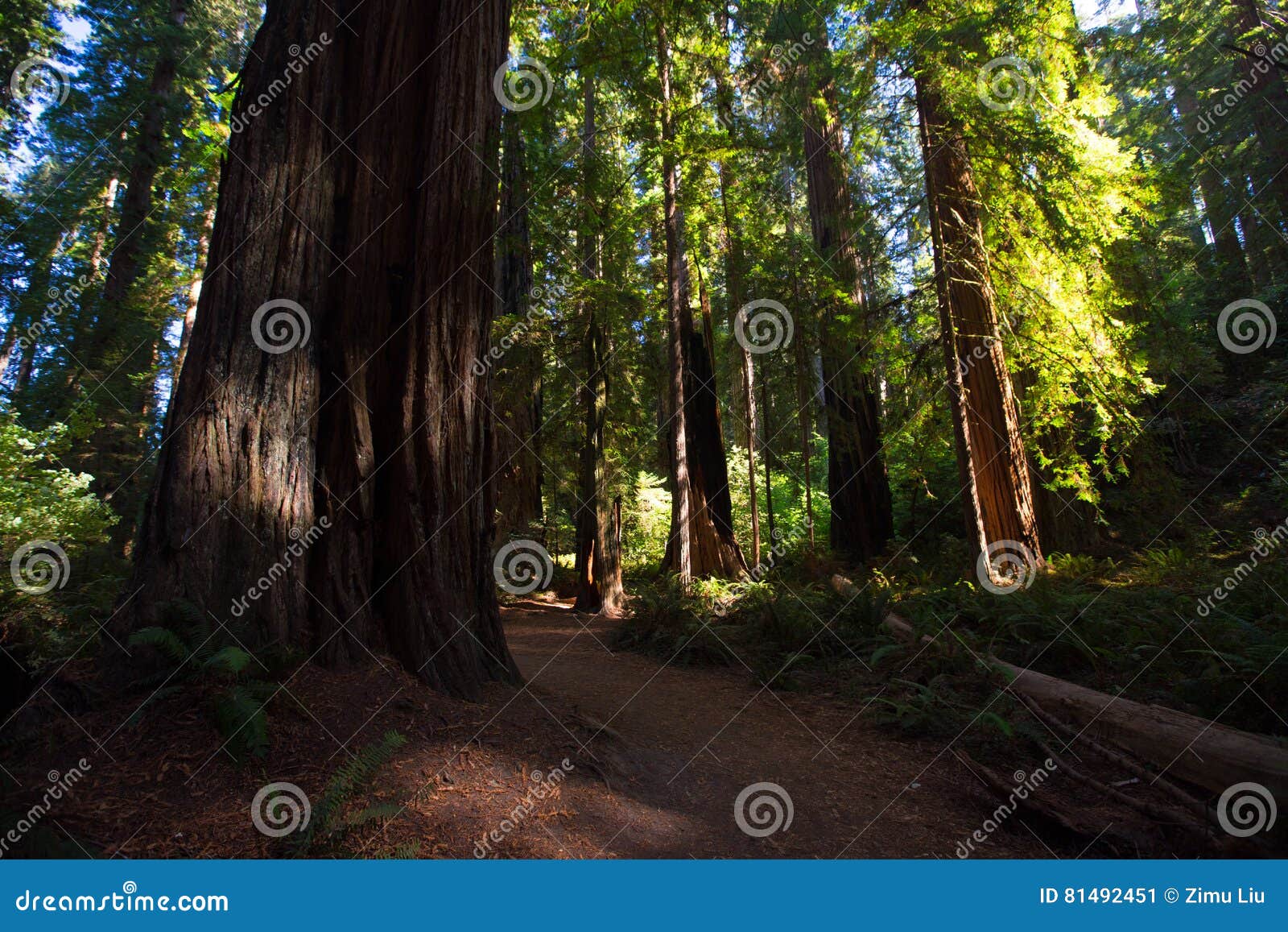 Parque Nacional De La Secoya Imagen de archivo - Imagen de paisaje ...
