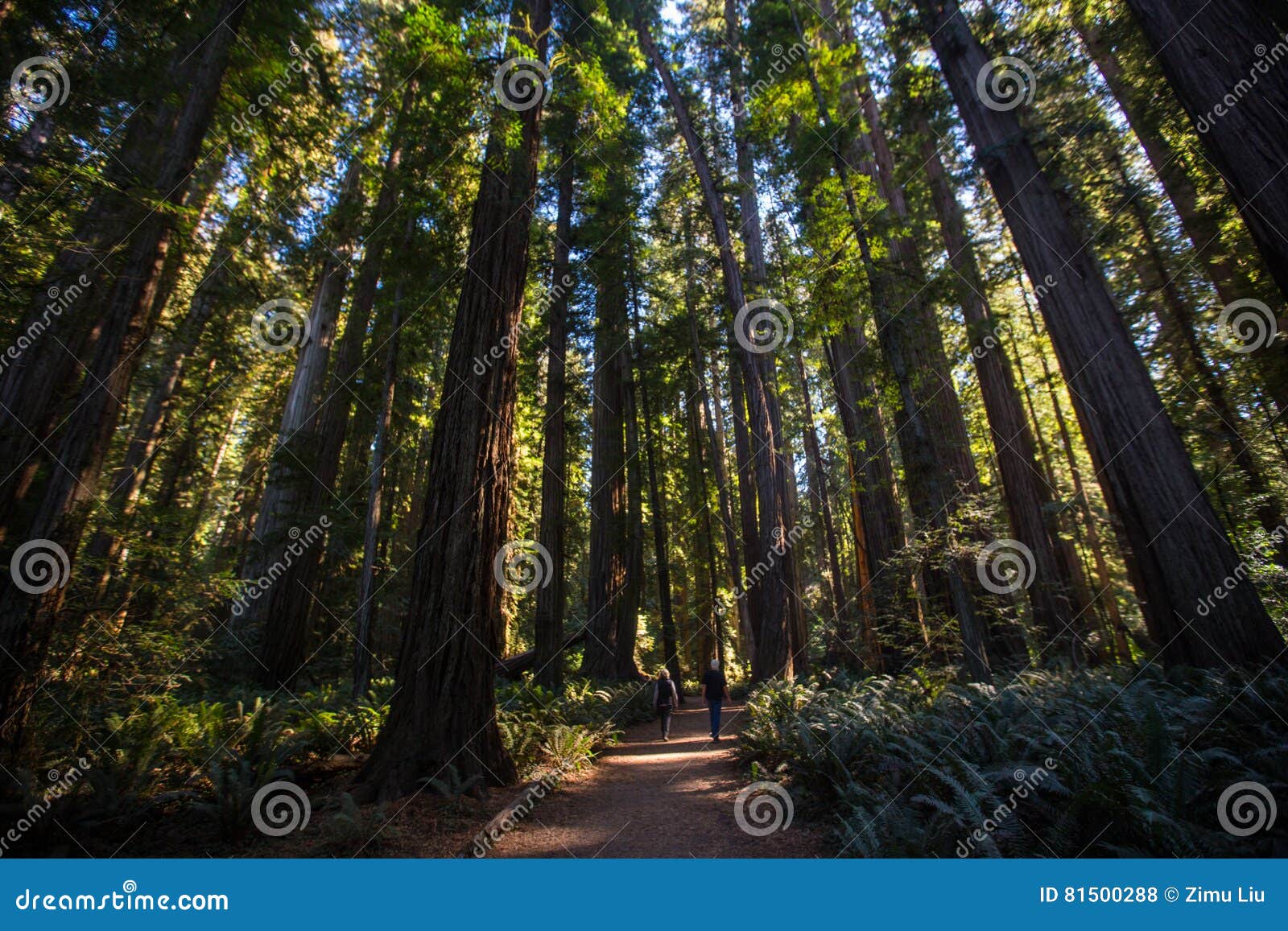 Parque Nacional De La Secoya Foto de archivo - Imagen de cubo, ambiente ...