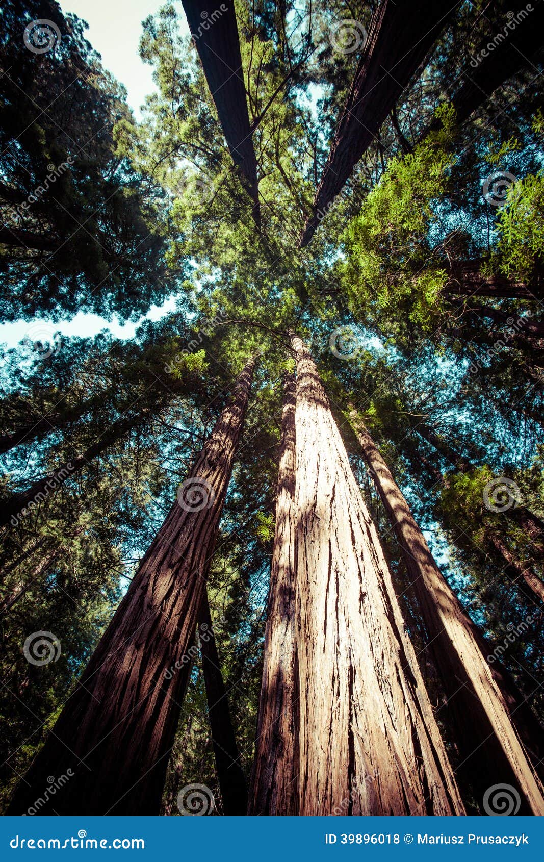 Parque Nacional De La Secoya En California, Los E.E.U.U. Foto de ...