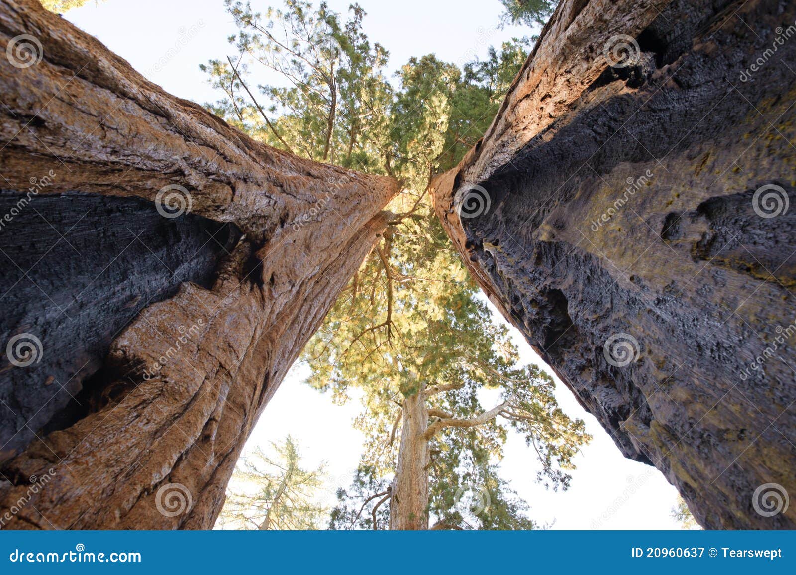 Parque nacional de secoya imagen de archivo. Imagen de maderas - 20960637