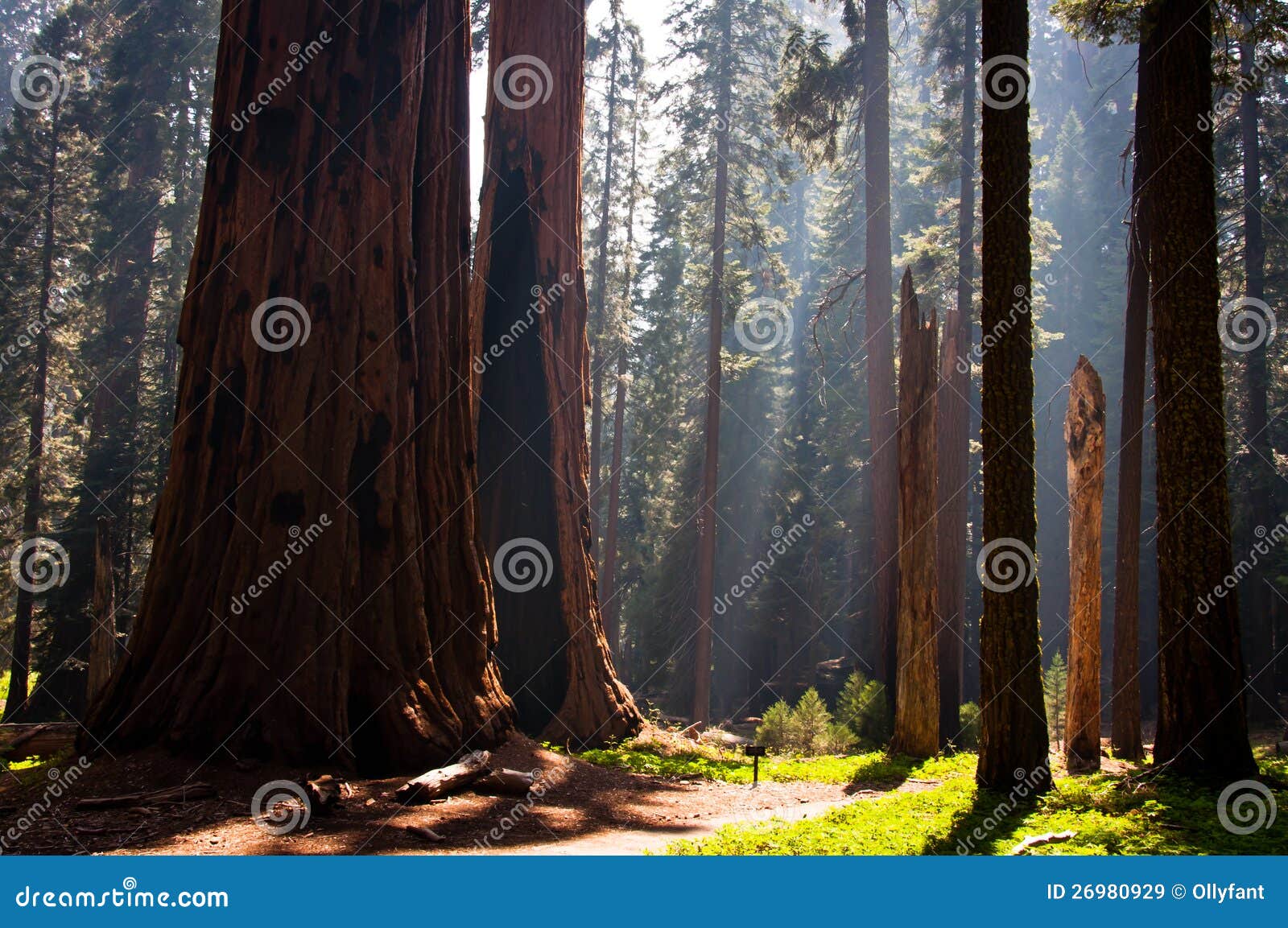 Parque nacional de secoya imagen de archivo. Imagen de prado - 26980929