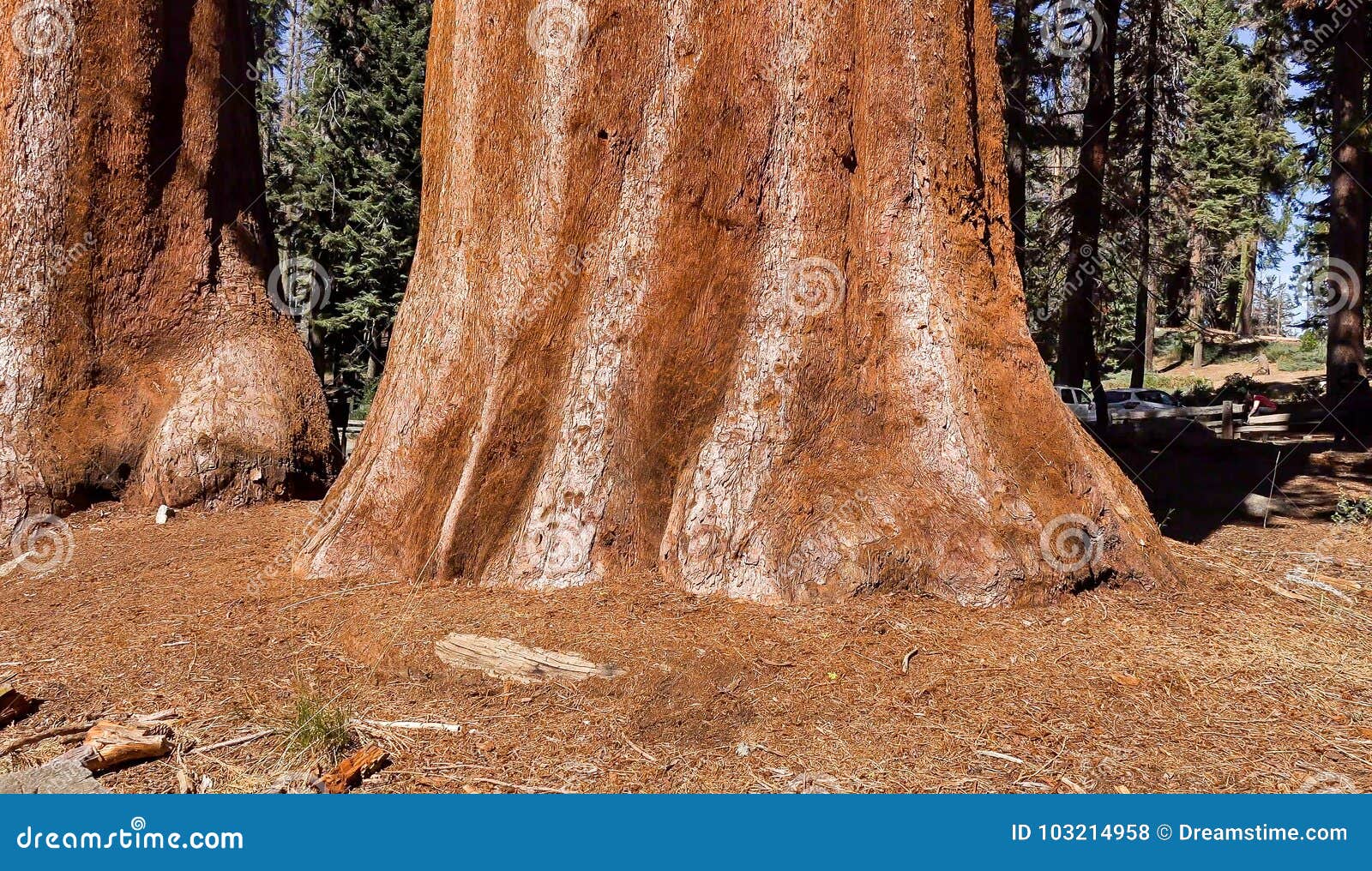 Parque Nacional De Secoya El Bosque Gigante Foto de archivo - Imagen de ...