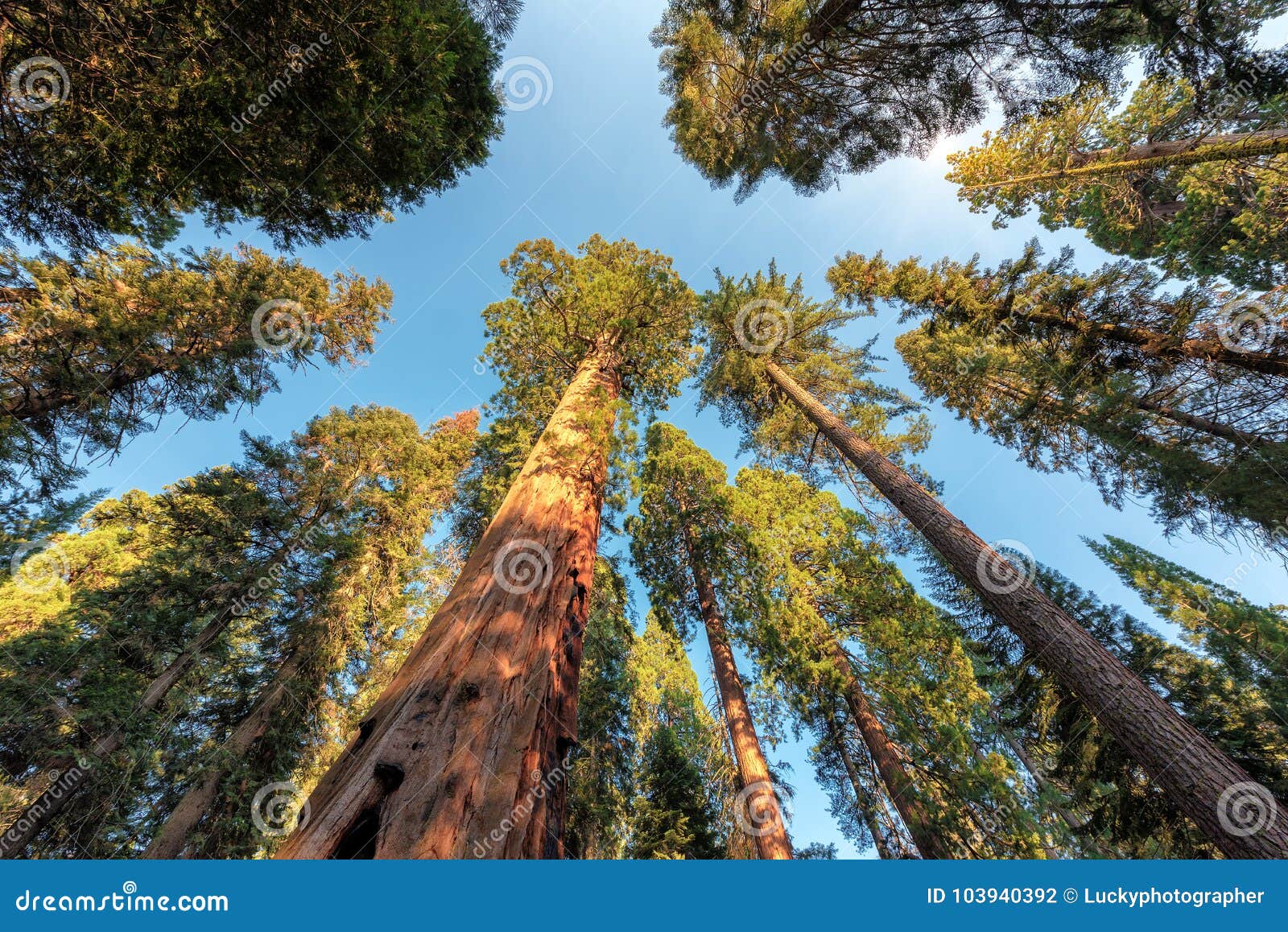 Parque Nacional De Secoya En California Foto de archivo - Imagen de ...