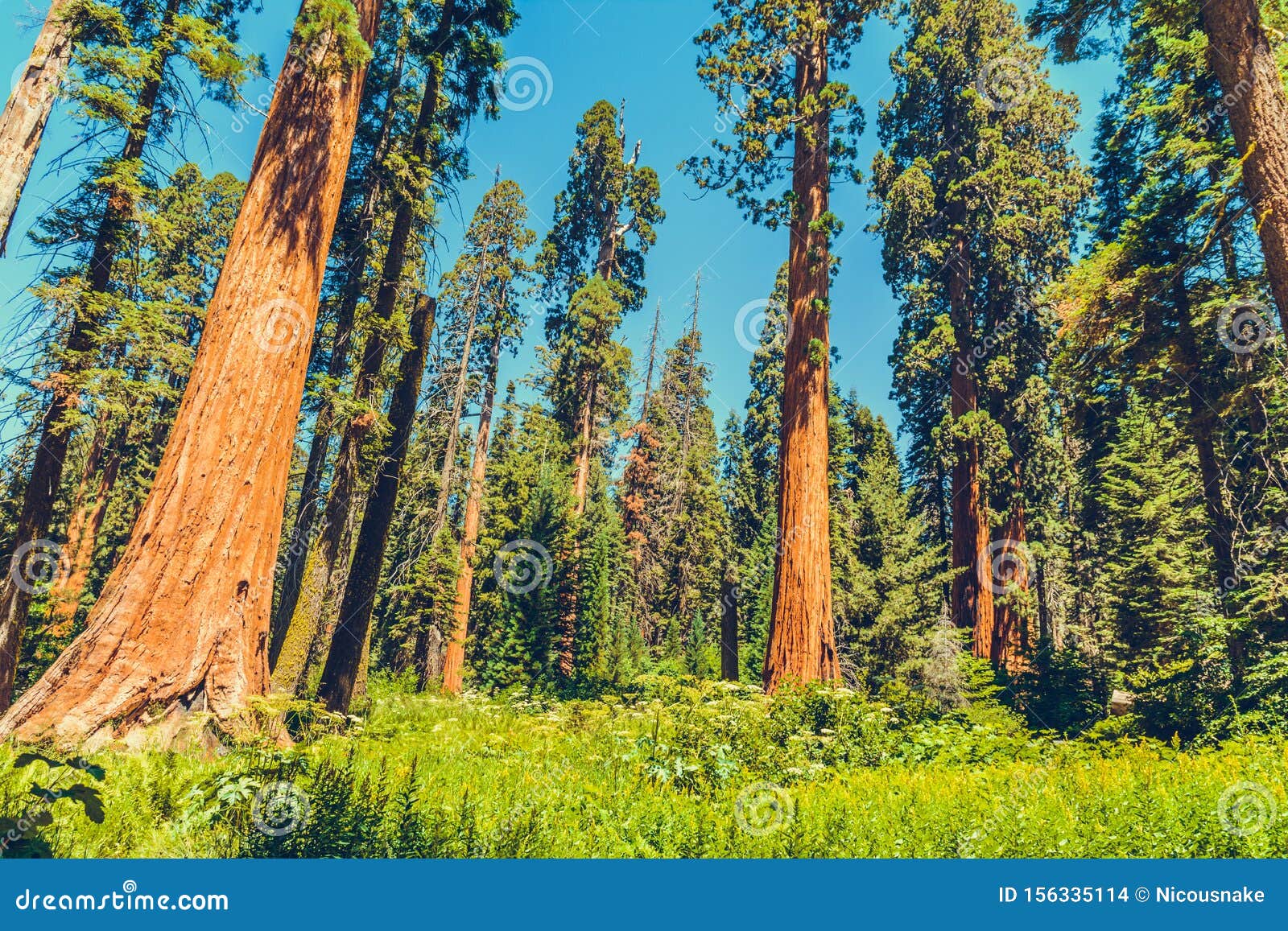 Parque Nacional De Secoya En California Foto de archivo - Imagen de ...