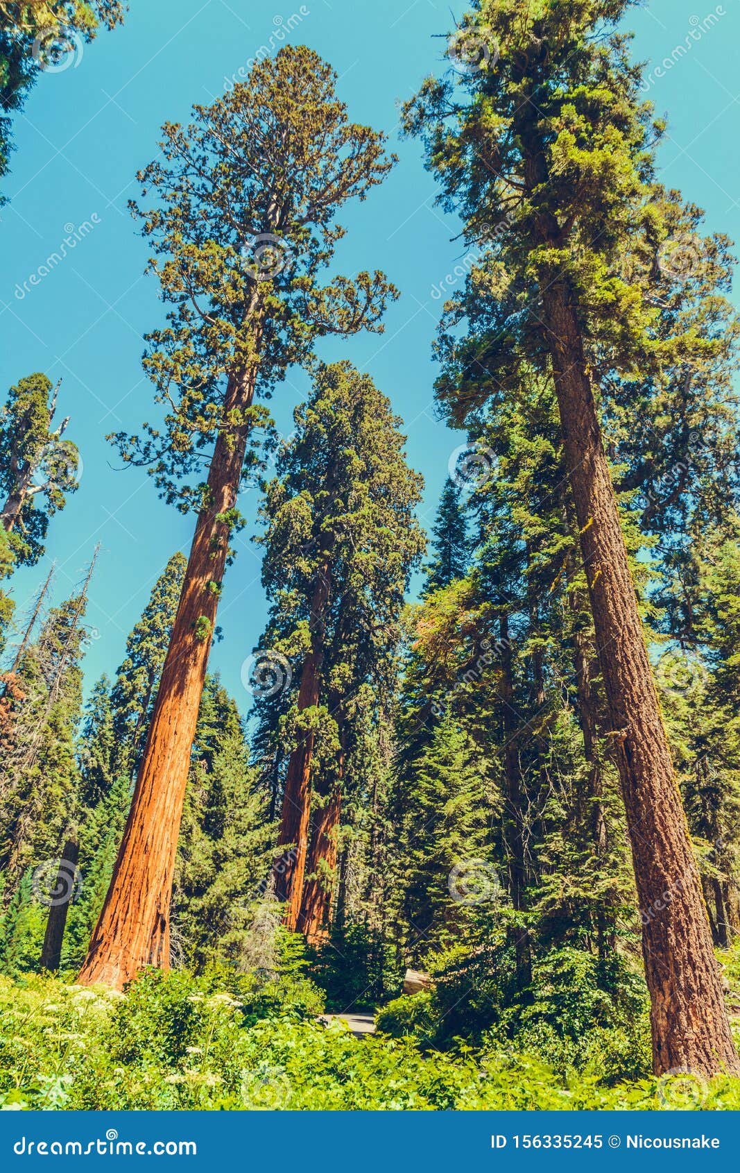 Parque Nacional De Secoya En California Imagen de archivo - Imagen de ...