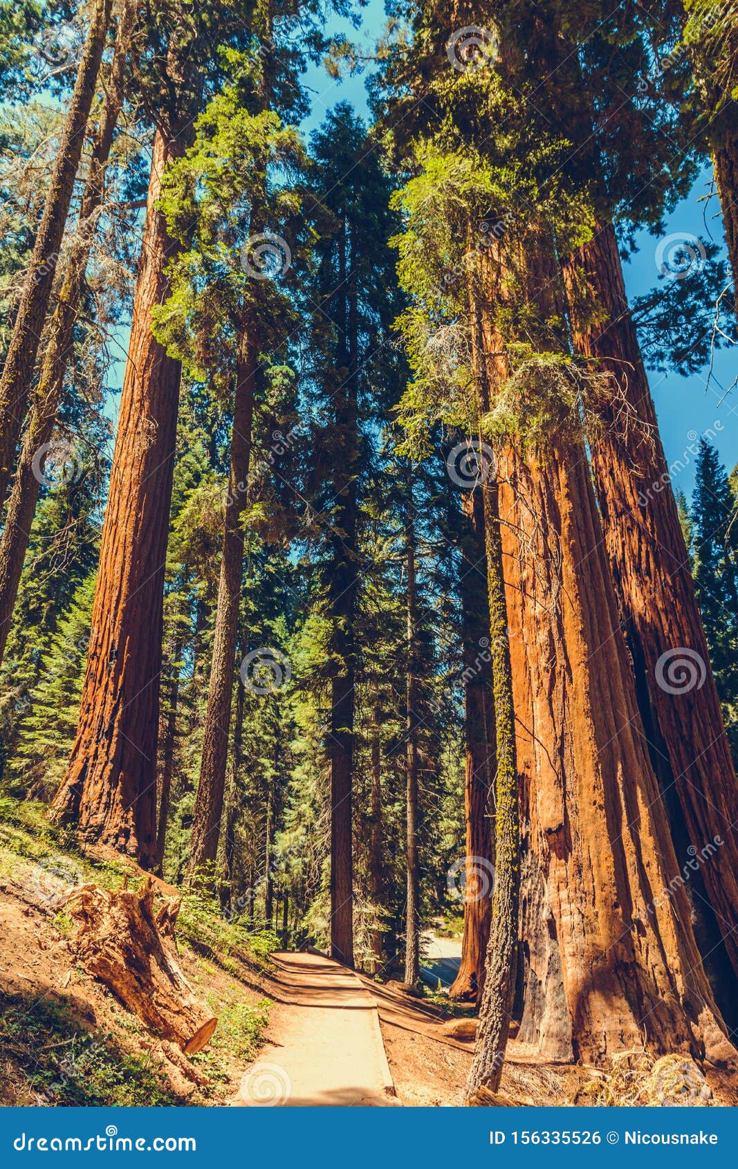 Parque Nacional De Secoya En California Foto de archivo - Imagen de ...