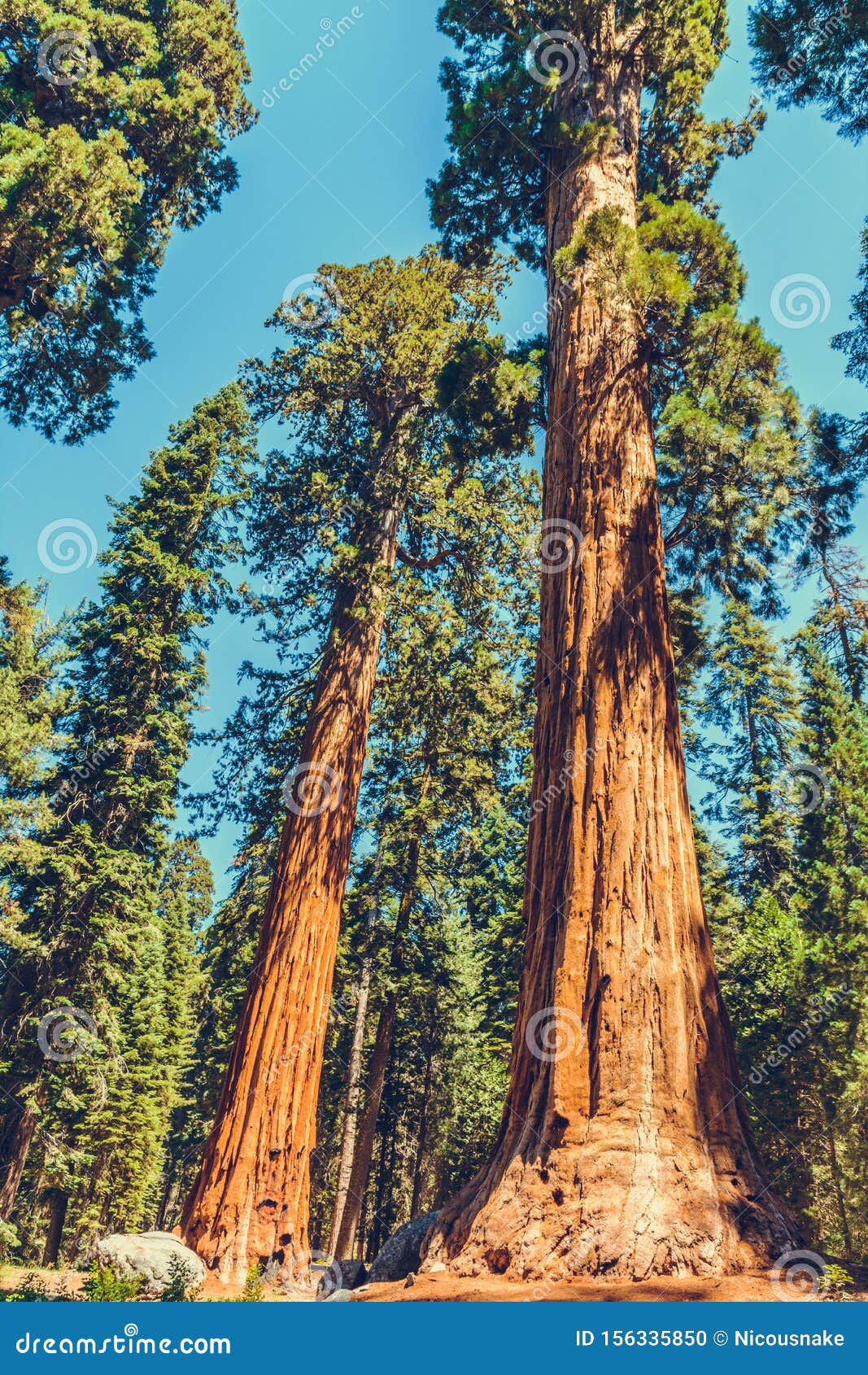 Parque Nacional De Secoya En California Foto de archivo - Imagen de ...