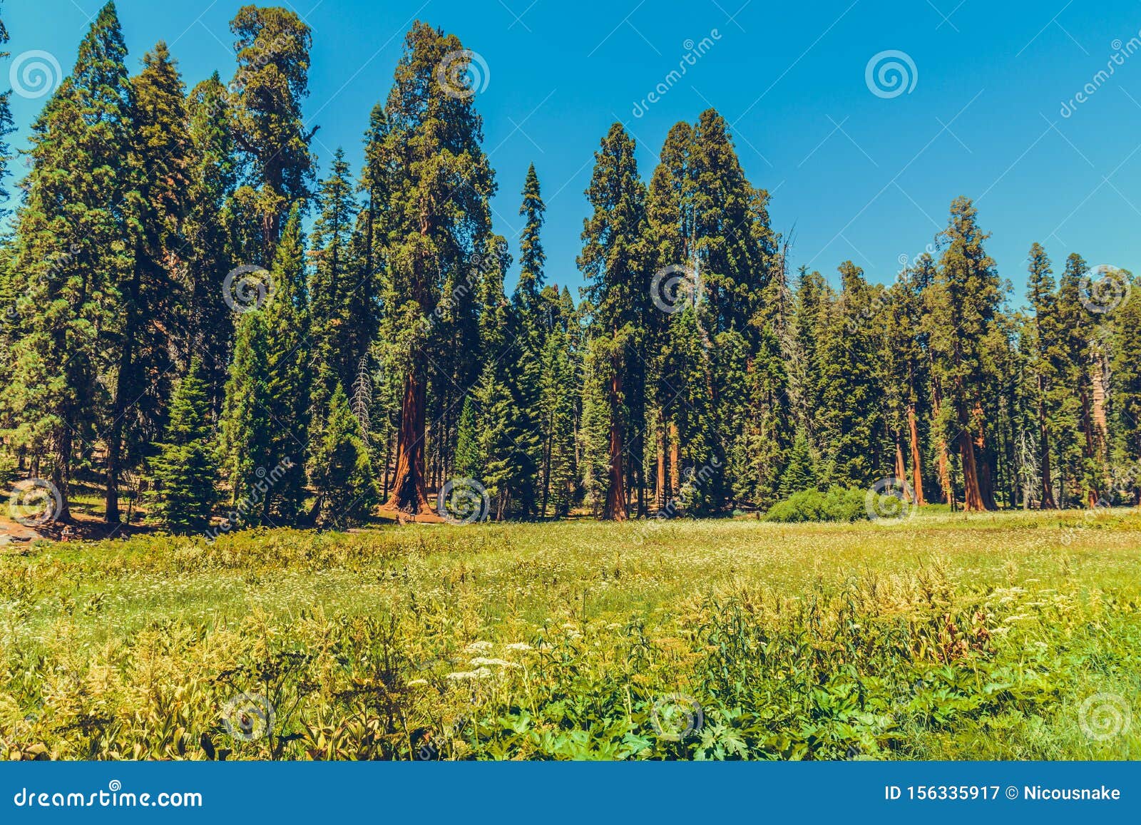 Parque Nacional De Secoya En California Imagen de archivo - Imagen de ...