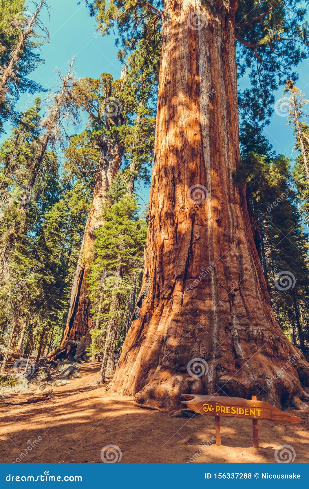 Parque Nacional De Secoya En California Foto de archivo - Imagen de ...
