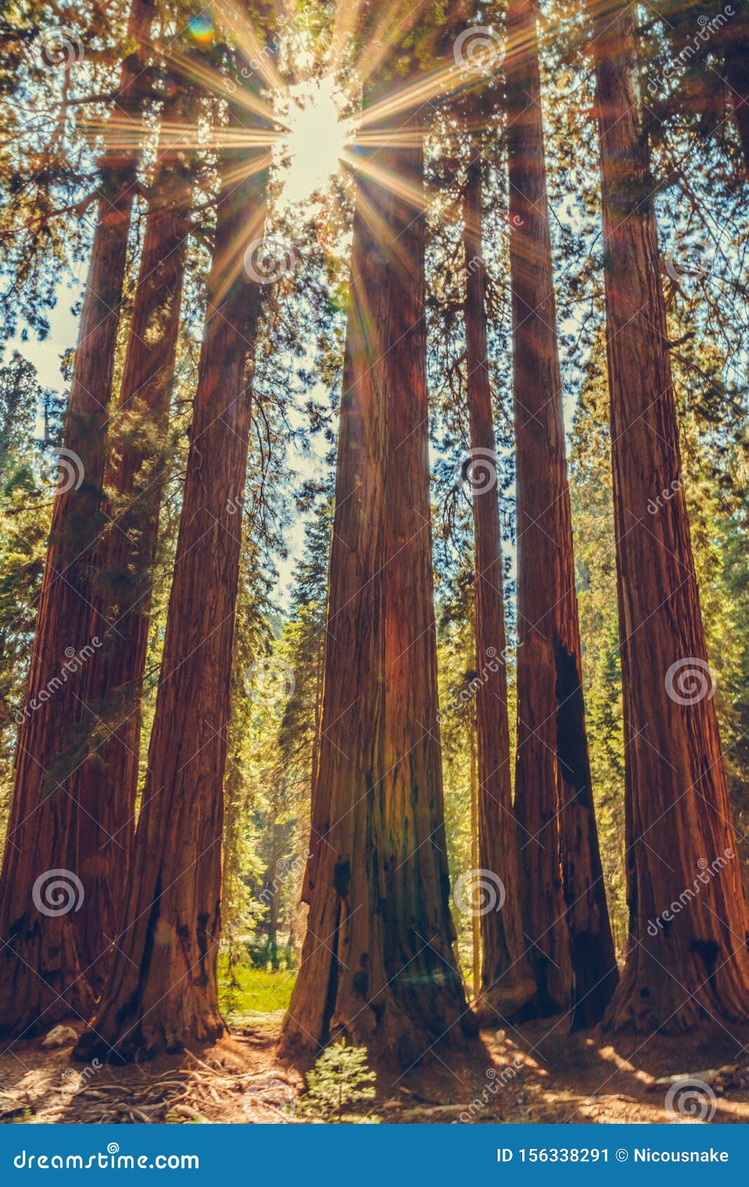 Parque Nacional De Secoya En California Imagen de archivo - Imagen de ...
