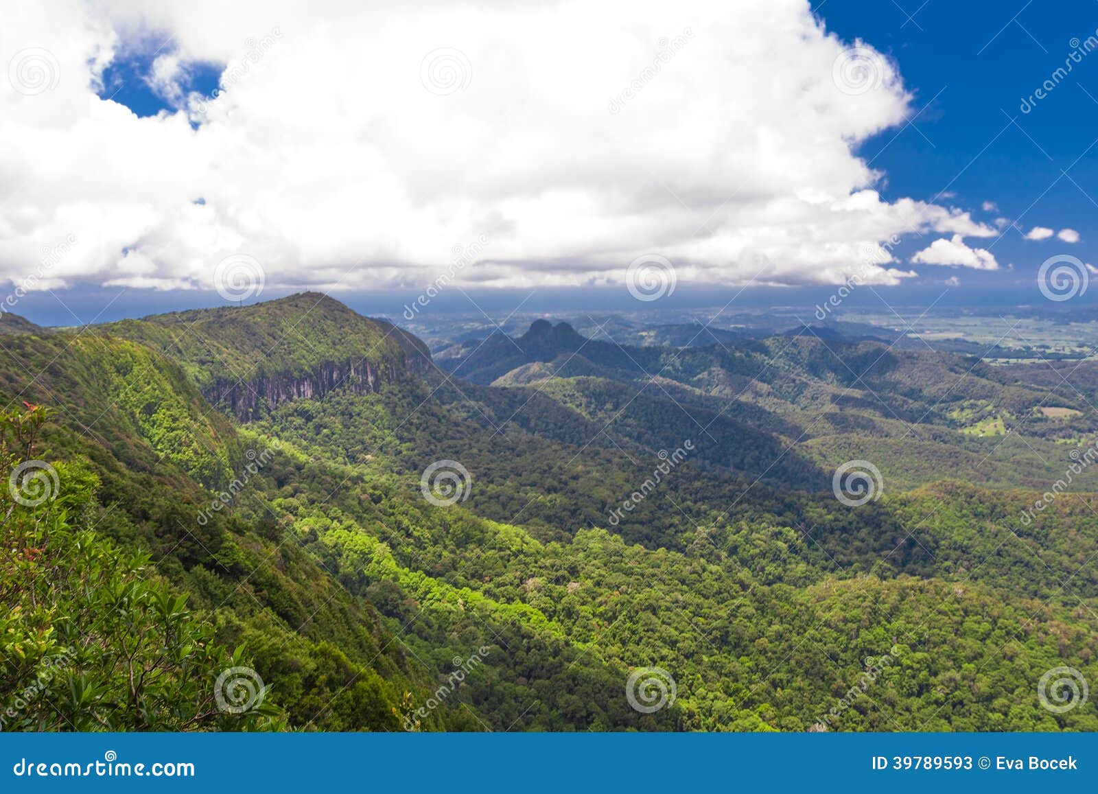 Parque Nacional De Springbrook, Australia Imagen de archivo - Imagen de ...