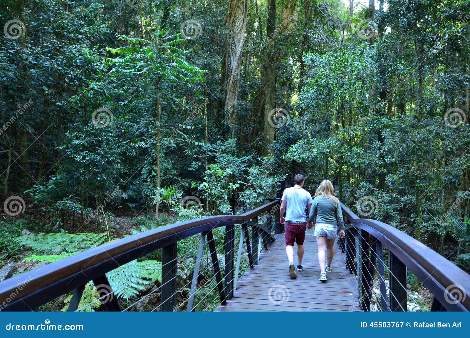 Parque Nacional De Springbrook - Queensland Australia Fotografía ...