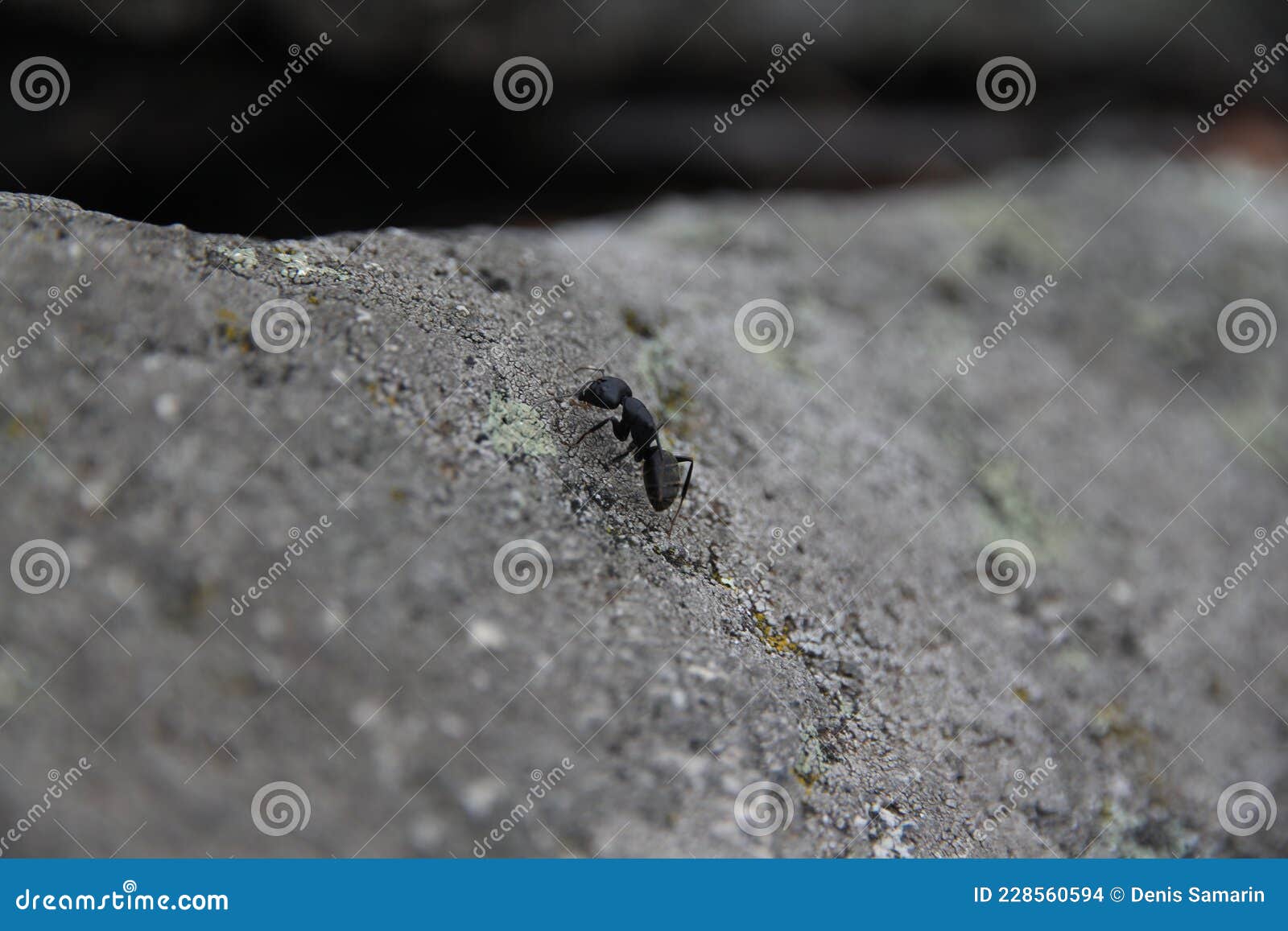Parque nacional de taganay foto de archivo. Imagen de insecto - 228560594