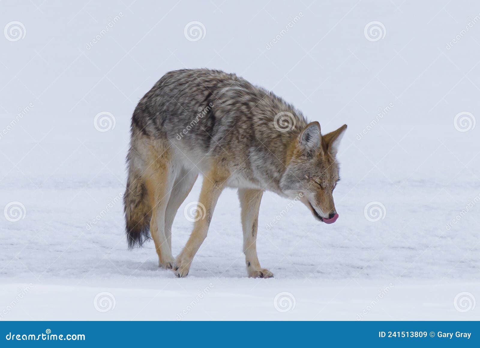 Parque Nacional De Yellowstone Caza De Coyote Salvaje En La Nieve Imagen De Archivo Imagen De