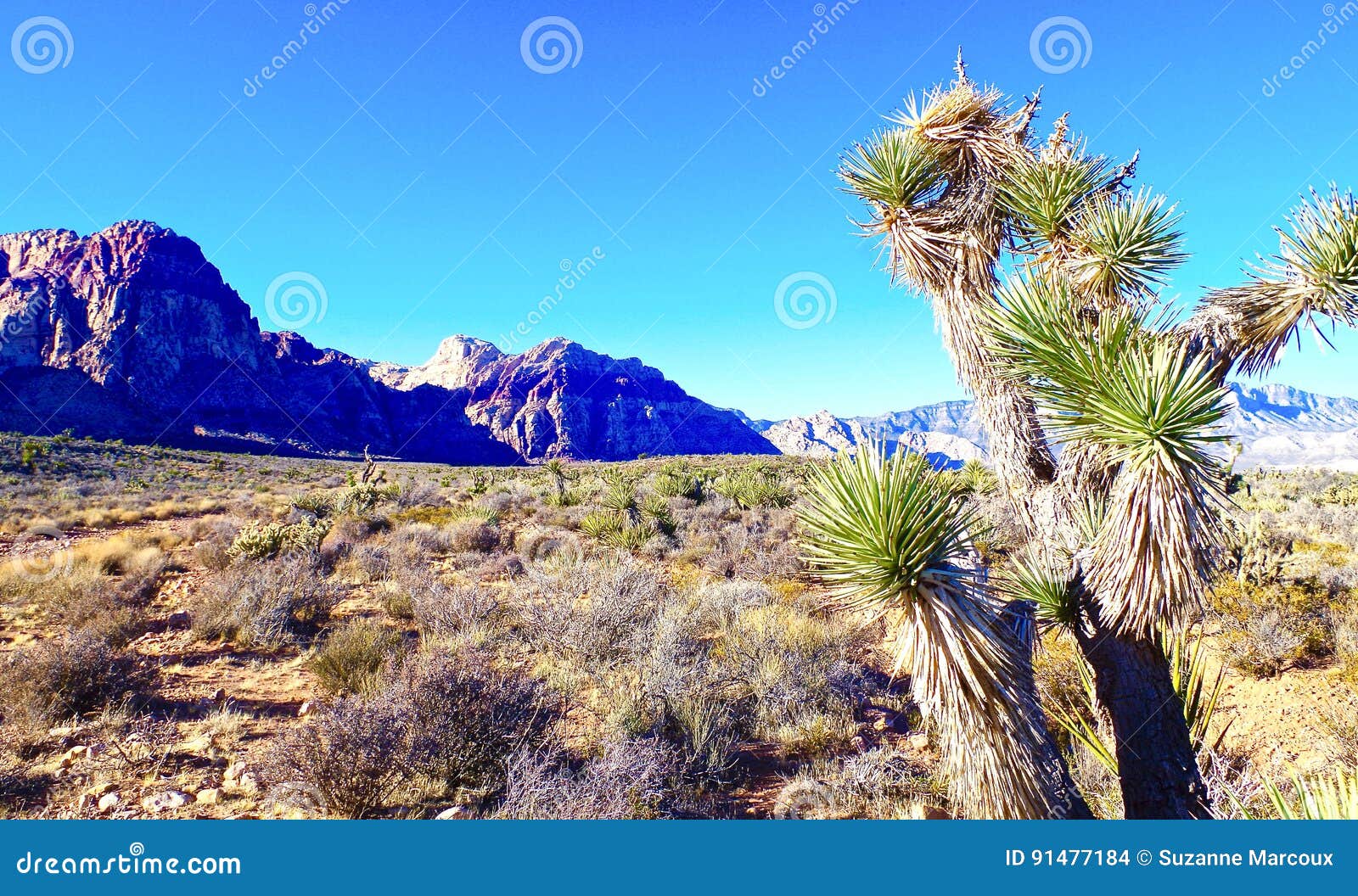 Parque Nacional Del Barranco Rojo De La Roca, Nevada Foto de archivo ...