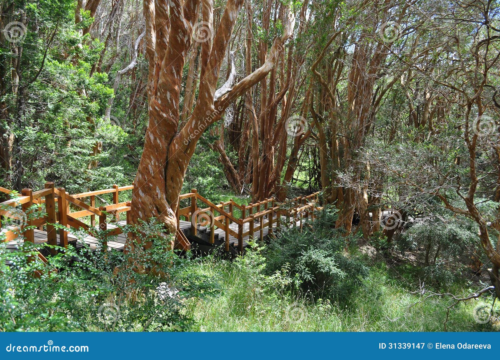 Parque Nacional Do Los Arrayanes. Bariloche. Argentina. Imagem de Stock ...