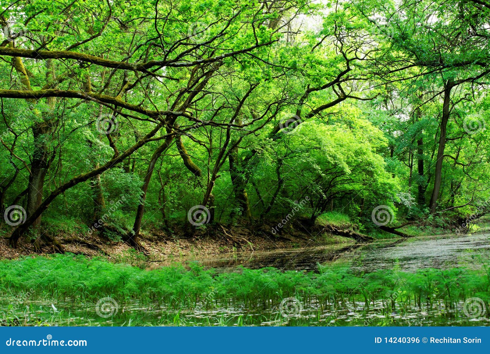 Parque Nacional Lunca Muresului Foto de Stock - Imagem de ambiente ...