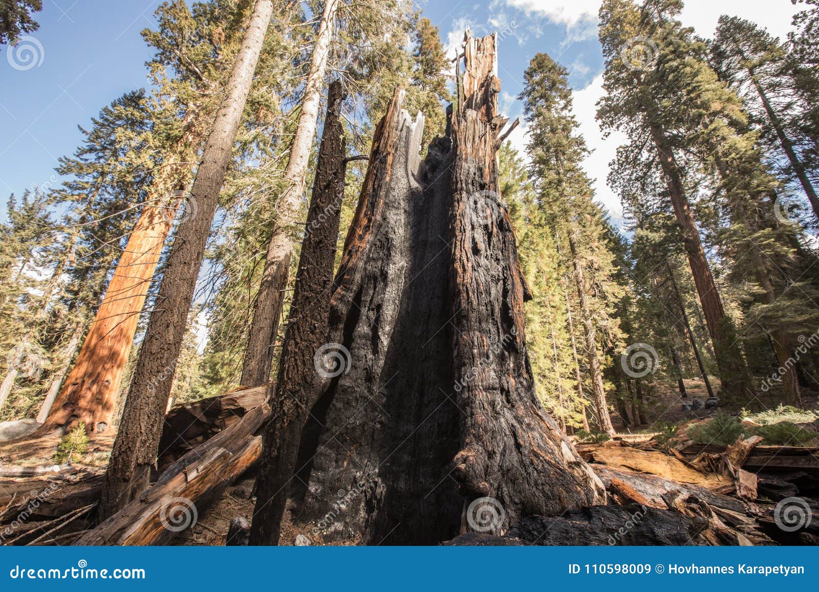 Parque Nacional Quemado De Secoya De Las Secoyas Imagen de archivo ...