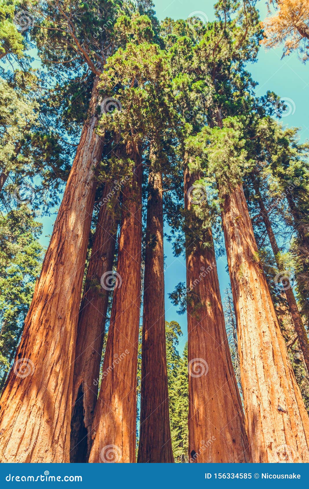 Parque Nacional Sequoia En California Imagen de archivo - Imagen de ...