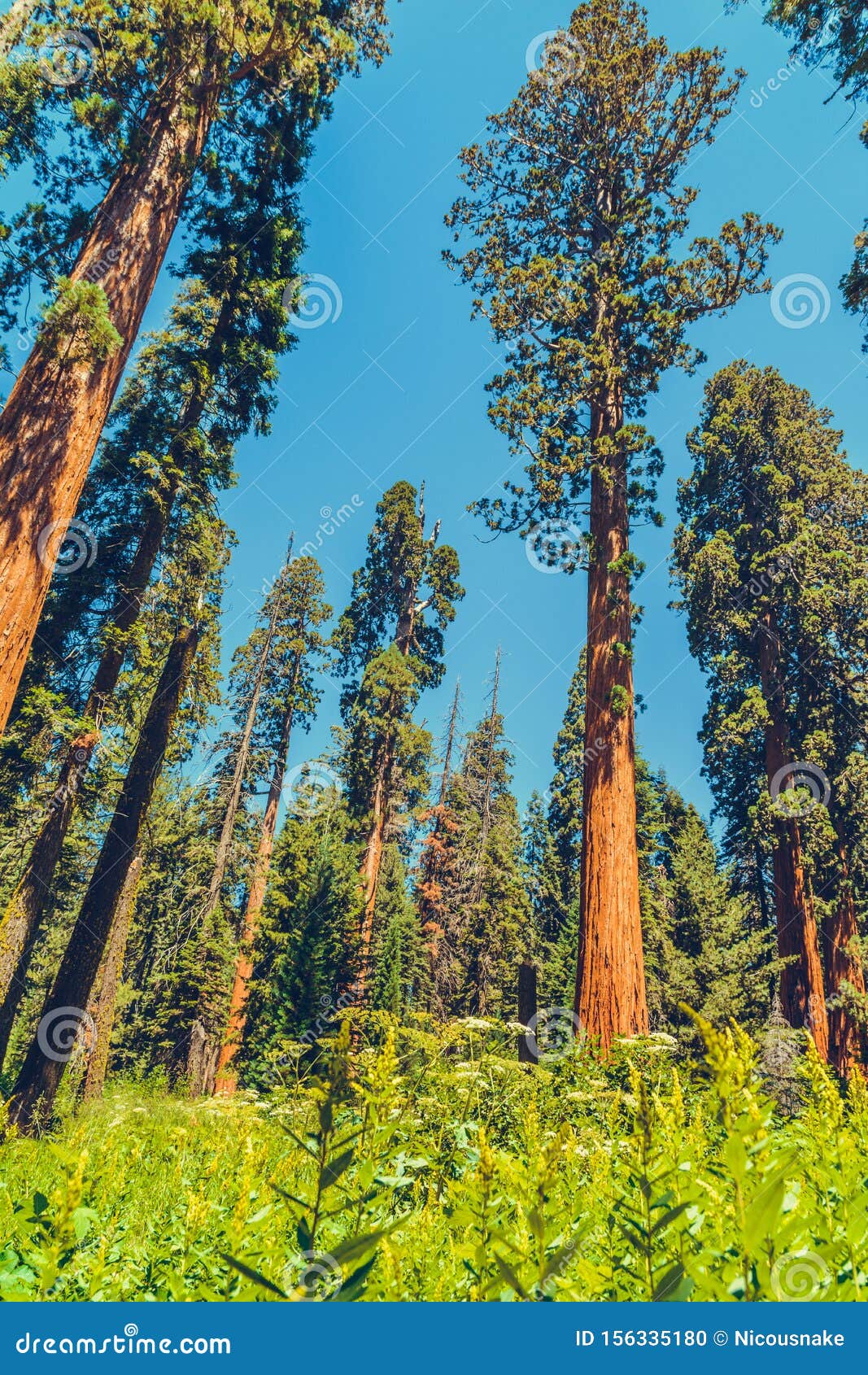 Parque Nacional Sequoia En California Foto de archivo - Imagen de ...