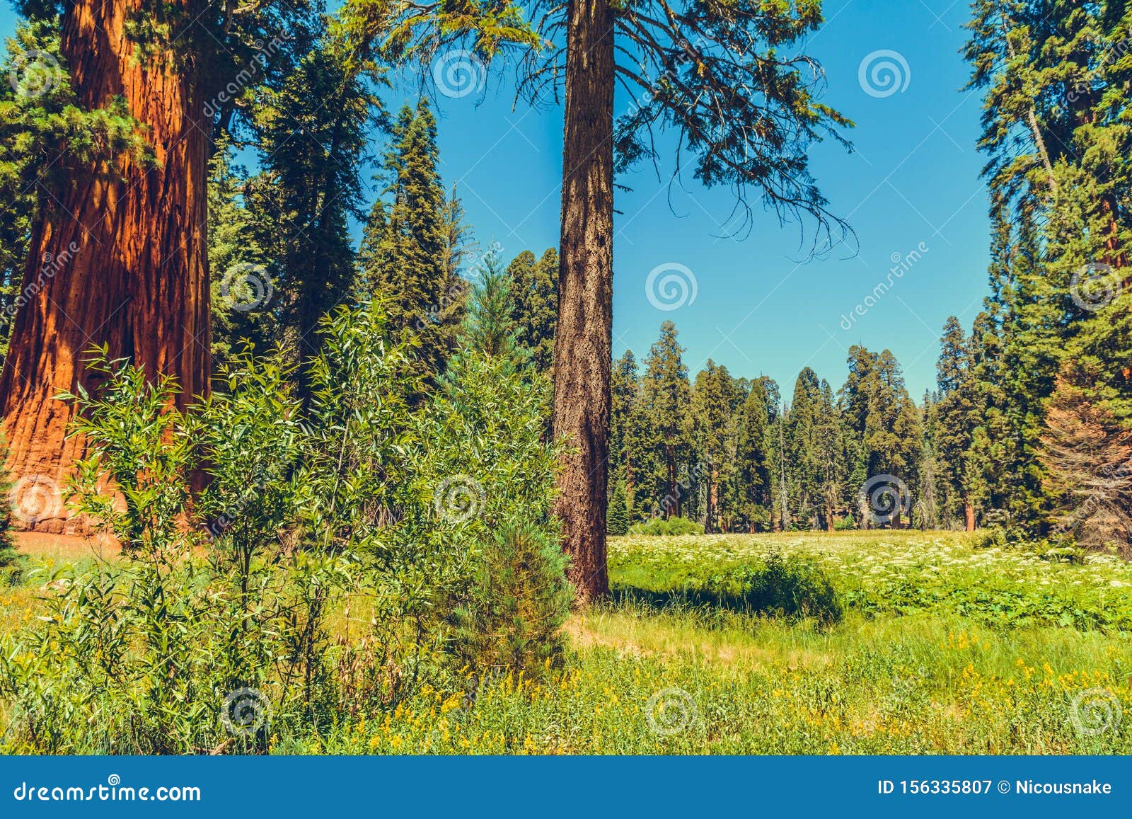 Parque Nacional Sequoia En California Imagen de archivo - Imagen de ...