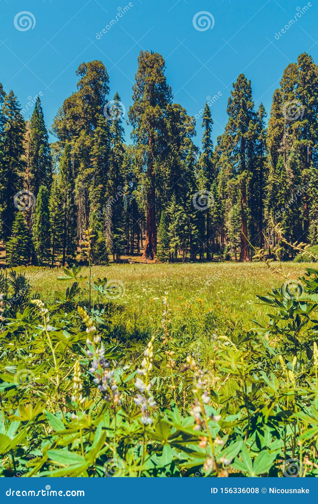 Parque Nacional Sequoia En California Foto de archivo - Imagen de ...