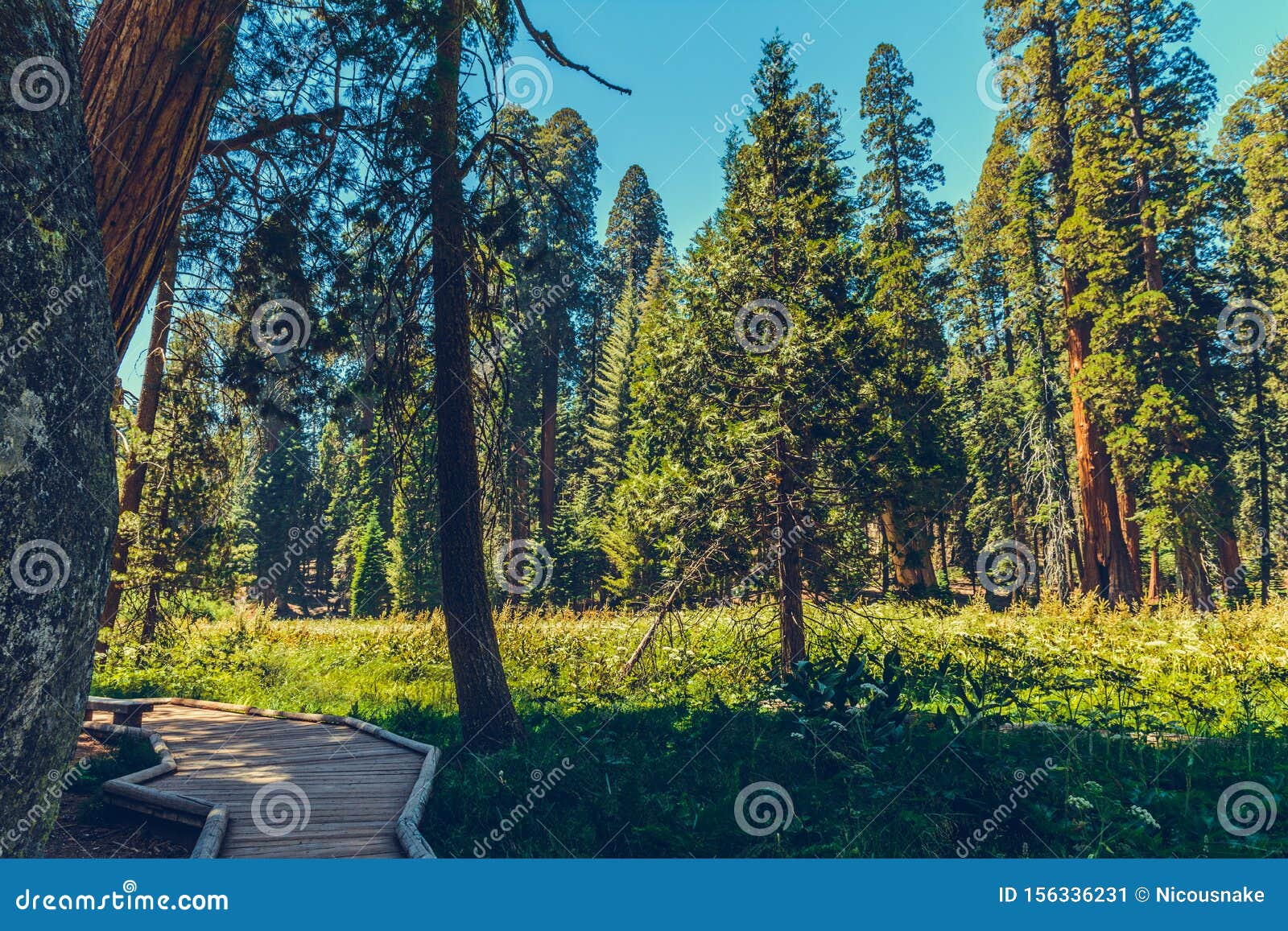 Parque Nacional Sequoia En California Imagen de archivo - Imagen de ...