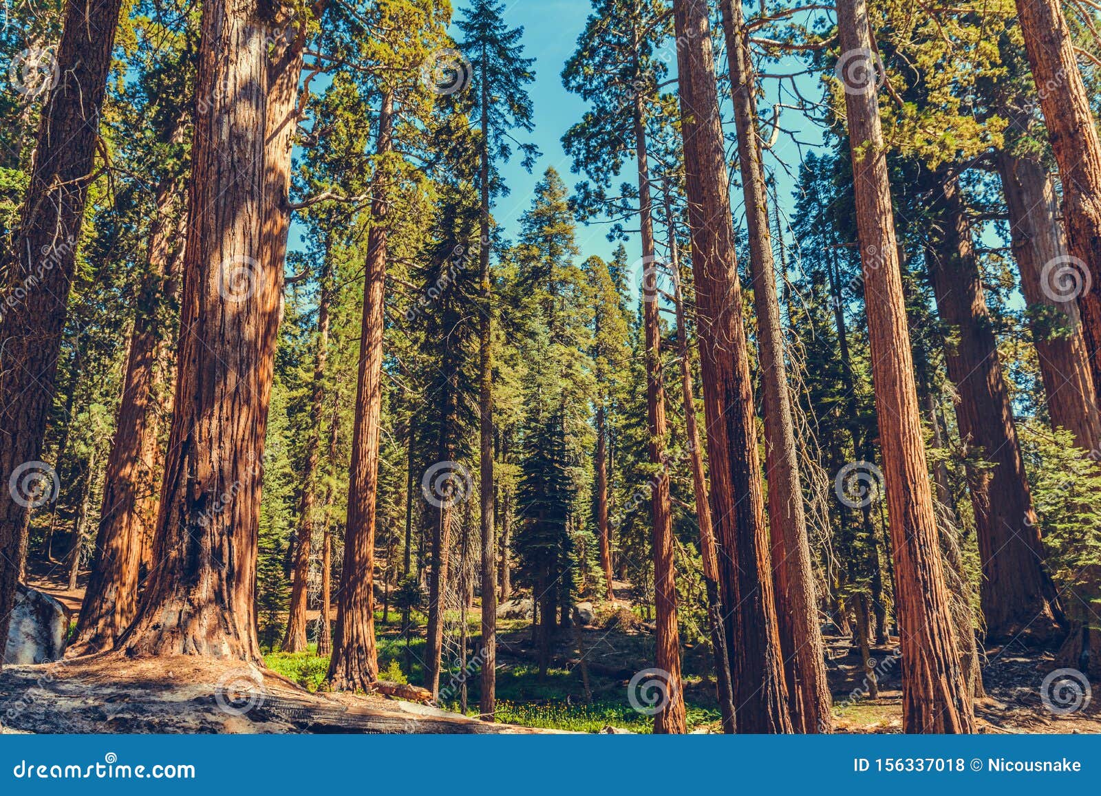 Parque Nacional Sequoia En California Foto de archivo - Imagen de ...
