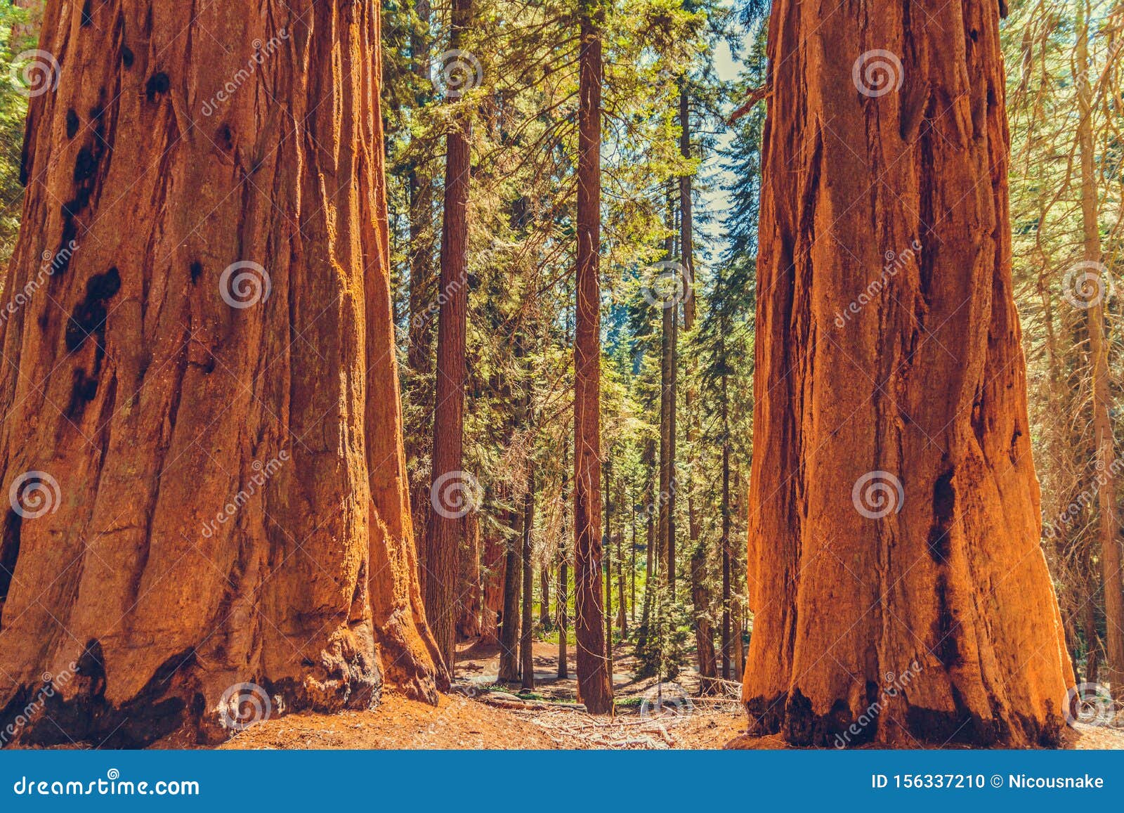 Parque Nacional Sequoia En California Foto de archivo - Imagen de ...