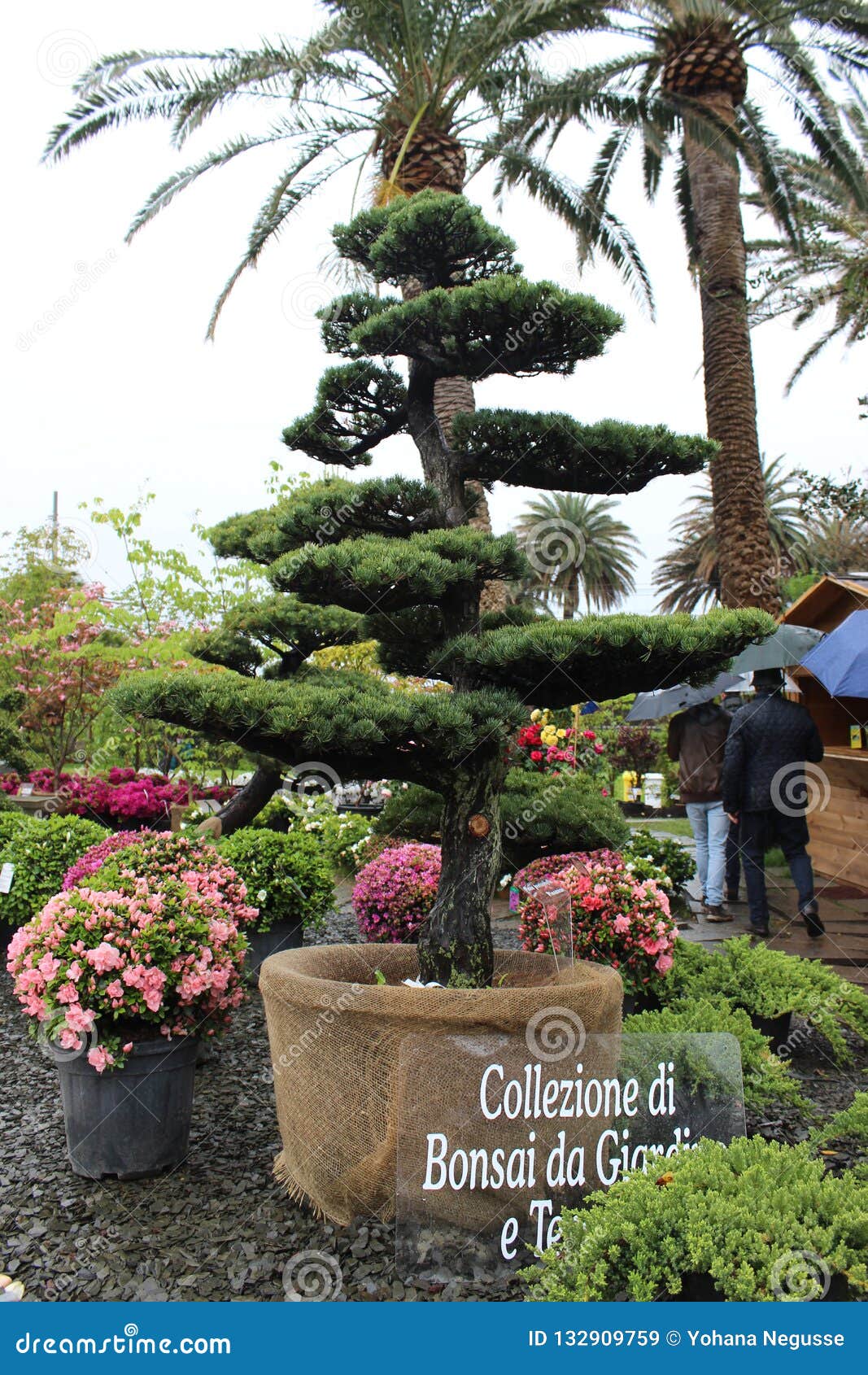 Parque Natural Da Flor De Genebra Nervi Imagem de Stock Editorial ...