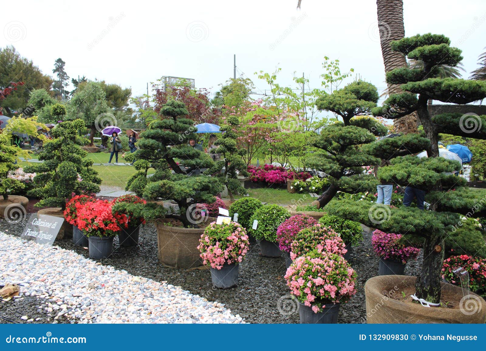 Parque Natural Da Flor De Genebra Nervi Imagem Editorial - Imagem de ...