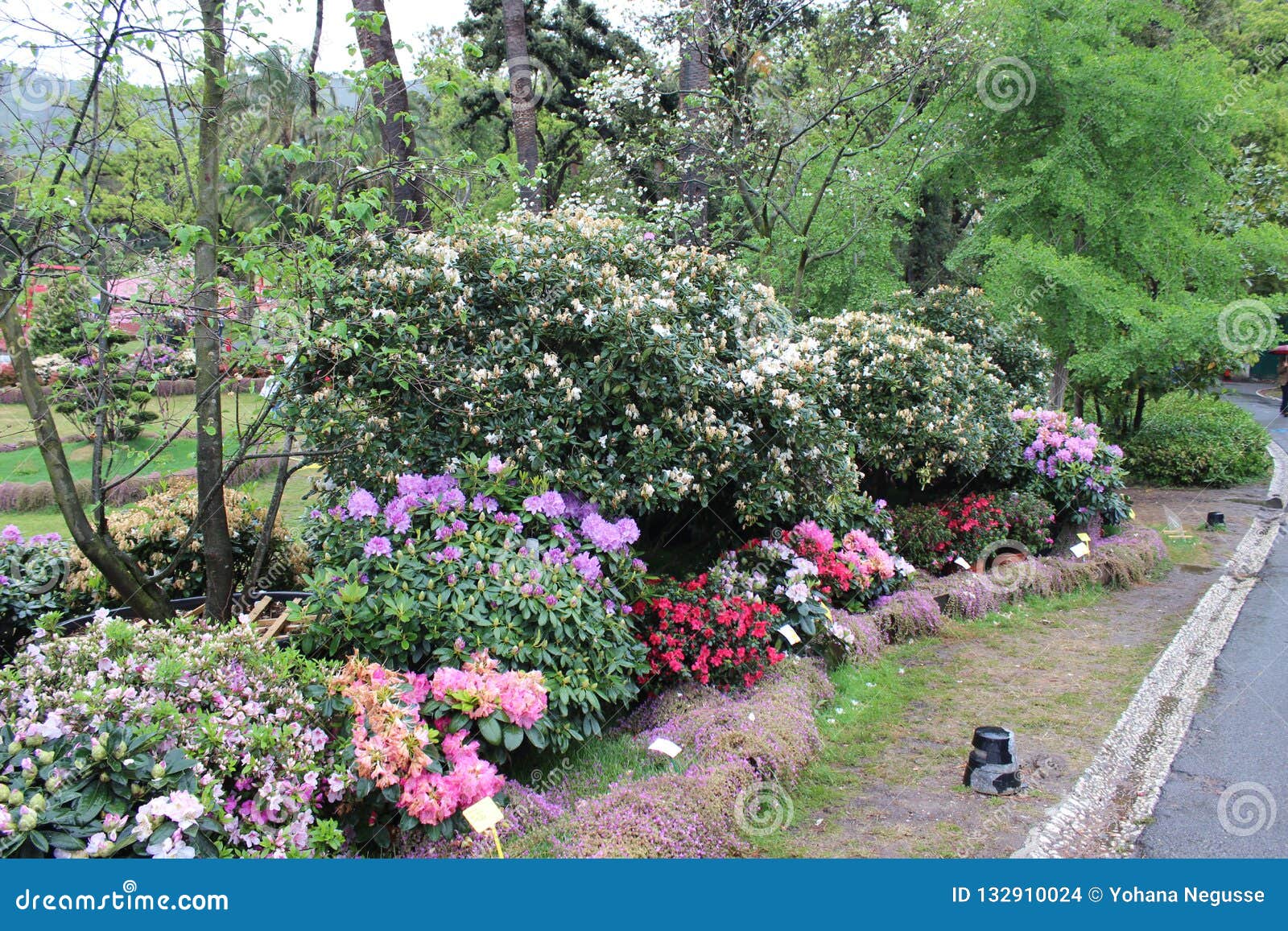 Parque Natural Da Flor De Genebra Nervi Foto de Stock - Imagem de abril ...