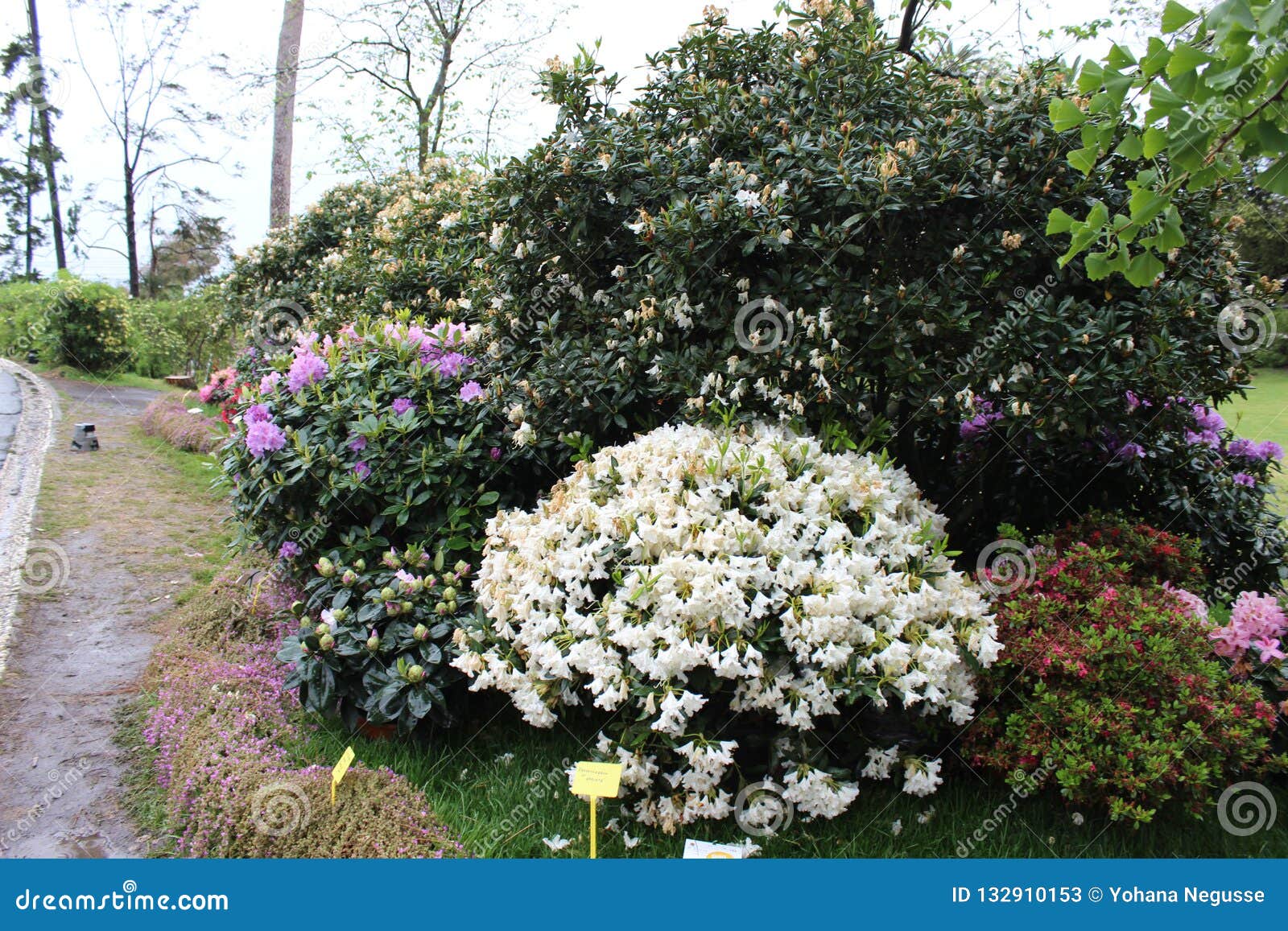 Parque Natural Da Flor De Genebra Nervi Imagem de Stock - Imagem de ...
