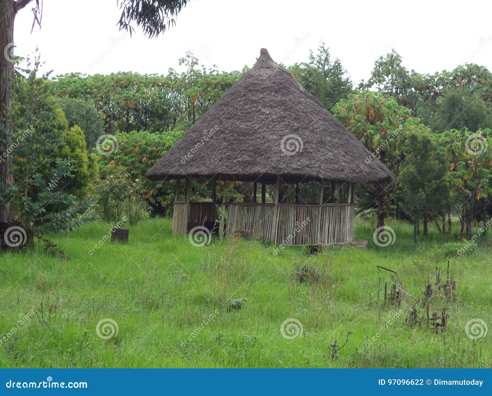 Parque natural de Entoto foto de archivo. Imagen de eucalipto - 97096622
