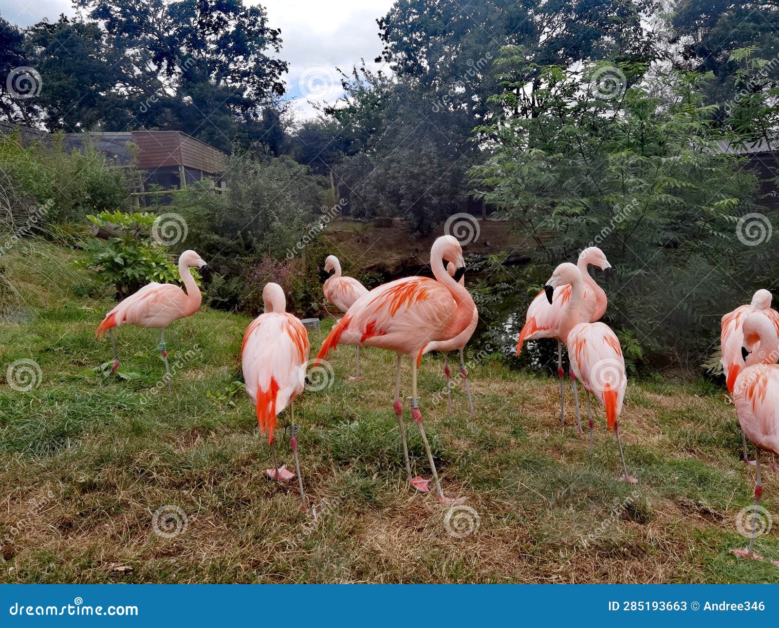 Parque natural de flamingo imagen de archivo. Imagen de pista - 285193663