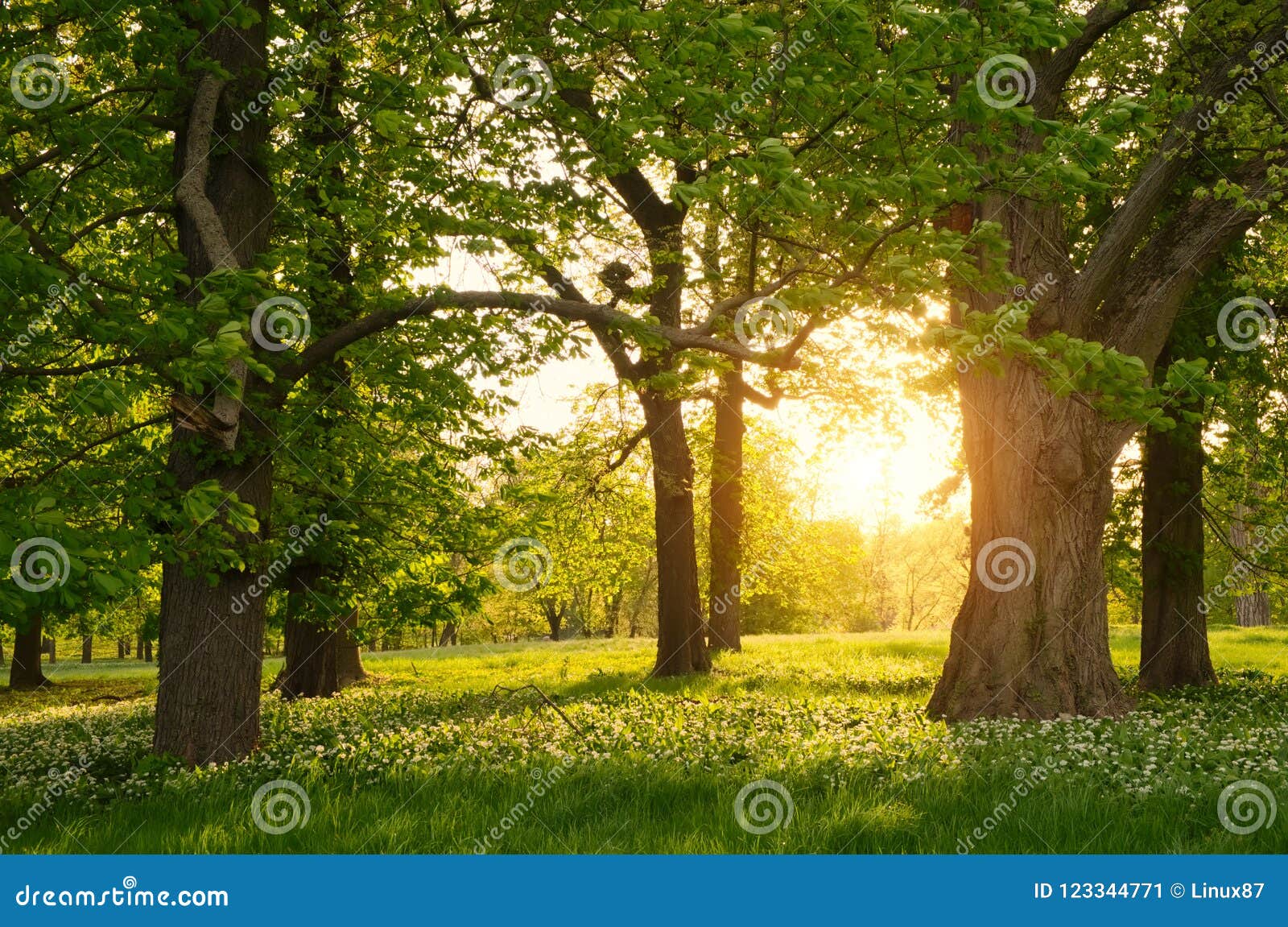 Parque soleado imagen de archivo. Imagen de sendero - 123344771