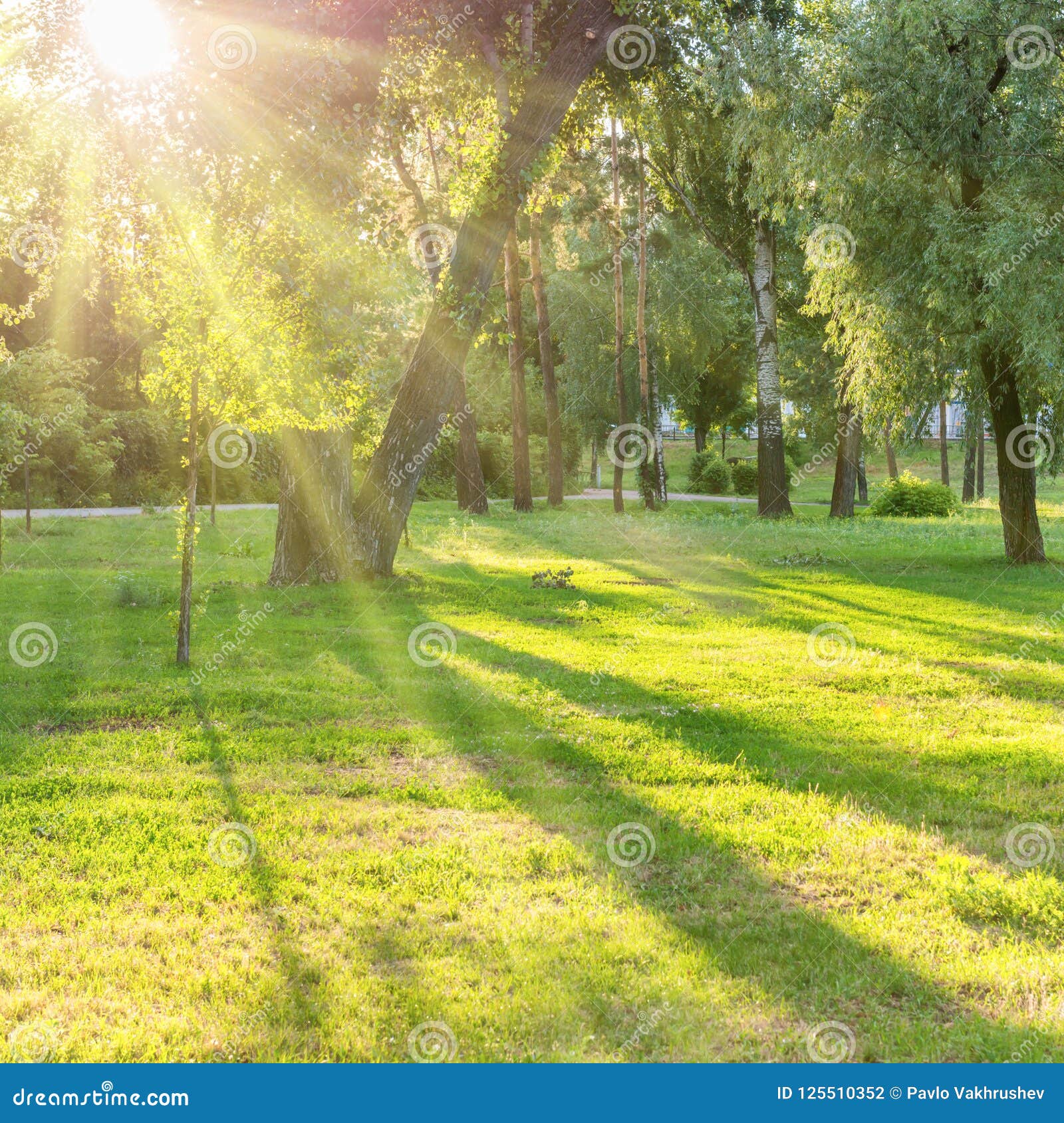 Parque Soleado Con Los Haces Luminosos Foto de archivo - Imagen de ...